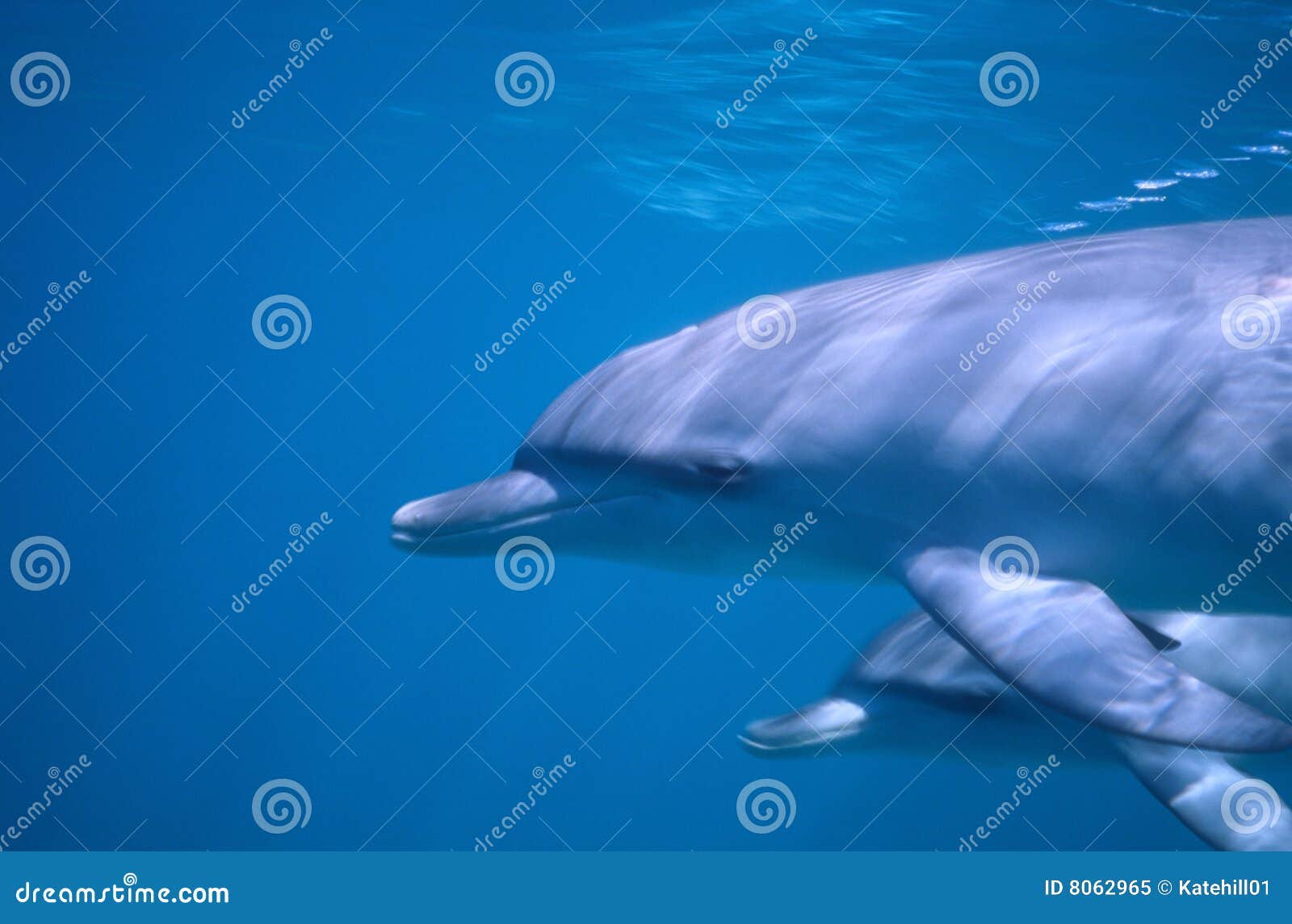 Two Wild Dolphins Profile stock image. Image of close - 8062965