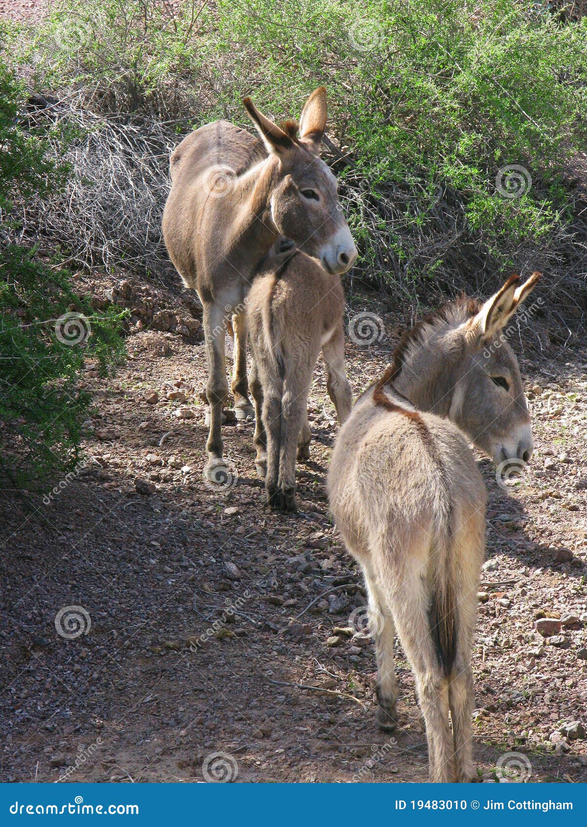Two Wild Donkeys with Their Foal Stock Photo - Image of cute, donkeys ...