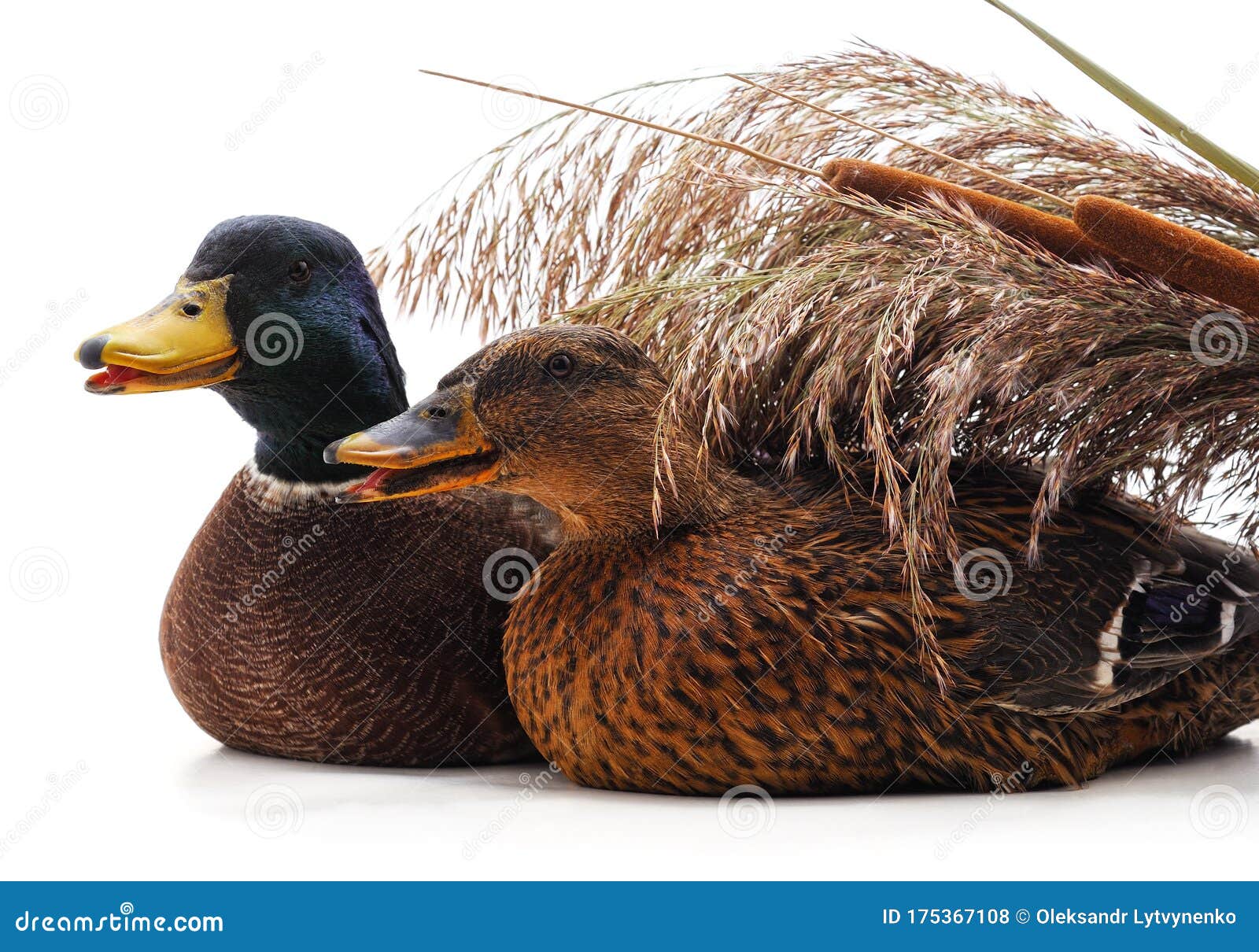 Two Wild Ducks Around the Cane Stock Photo - Image of hunting, color ...