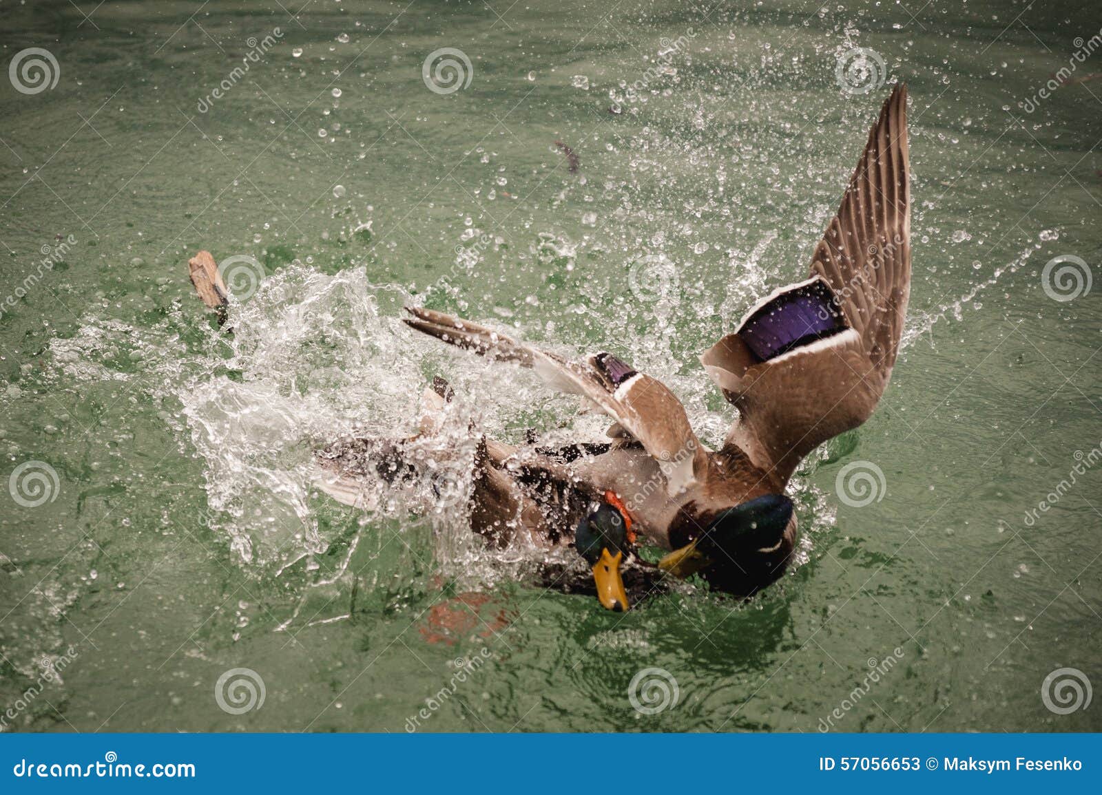 Two Wild Ducks Fight in Water Stock Image - Image of duck, africa: 57056653