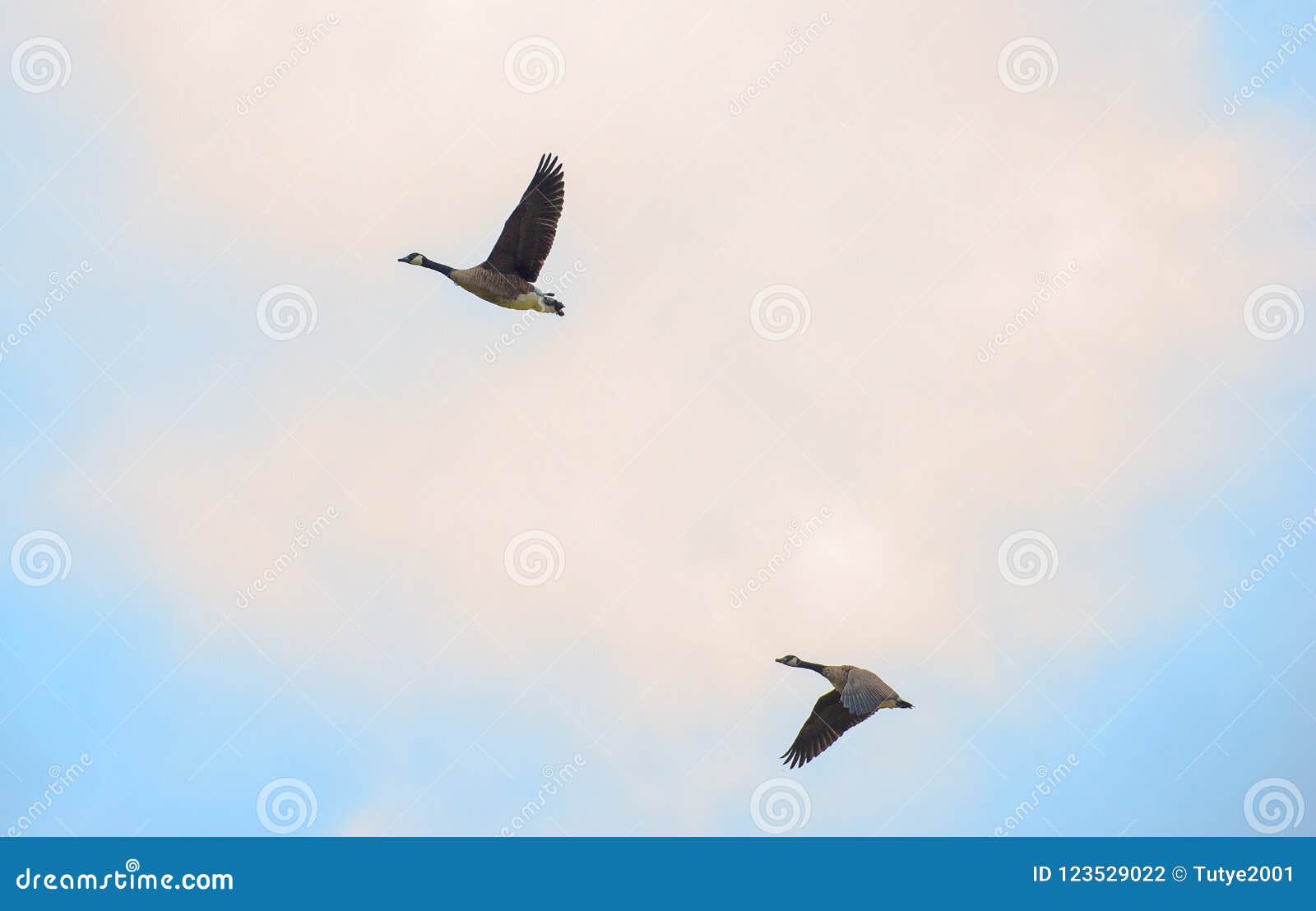 Two wild ducks flying stock photo. Image of animal, black - 123529022