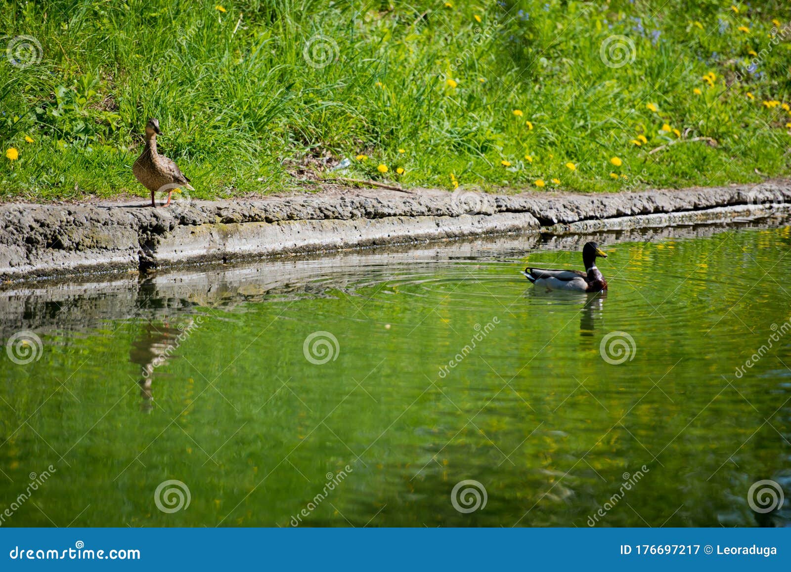 Pond Animals Turtle And Duck Stock Photography | CartoonDealer.com ...