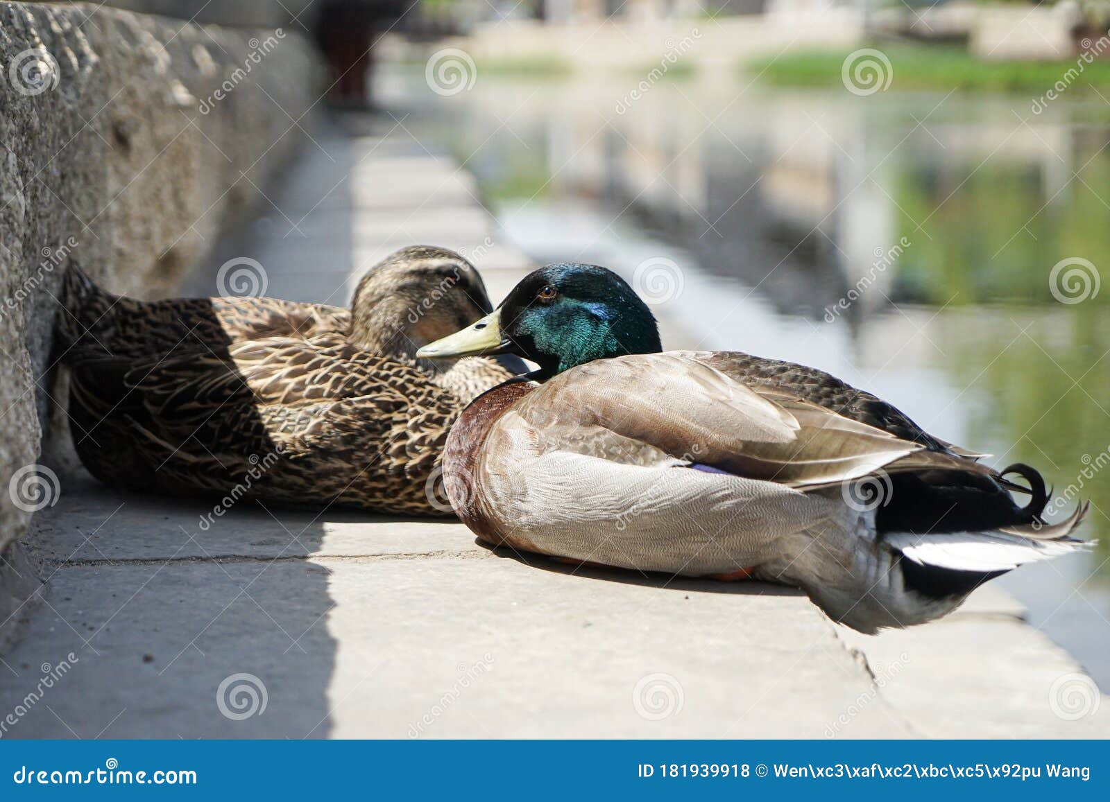 Two Wild Ducks Resting on the Steps by the River Stock Photo - Image of ...