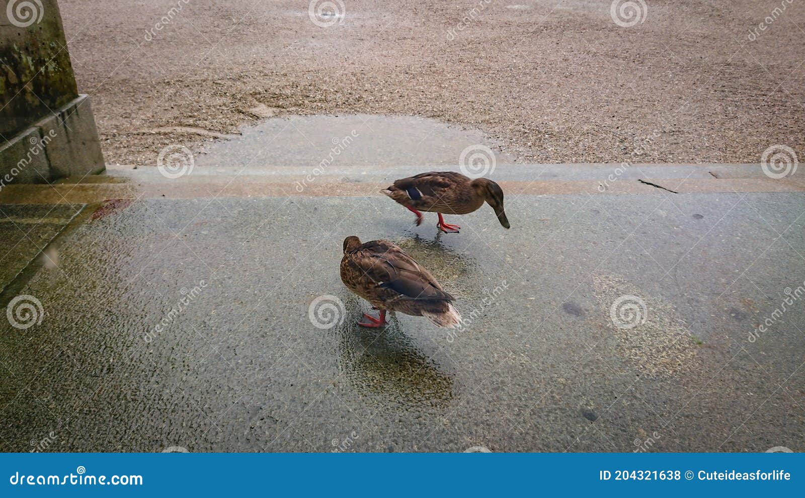 6,788 Standing Ducks Stock Photos - Free & Royalty-Free Stock Photos ...