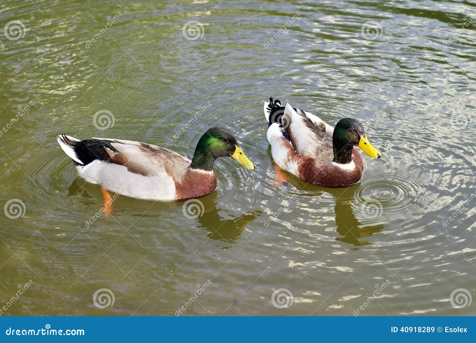 Two wild ducks stock image. Image of basin, rural, lough - 40918289