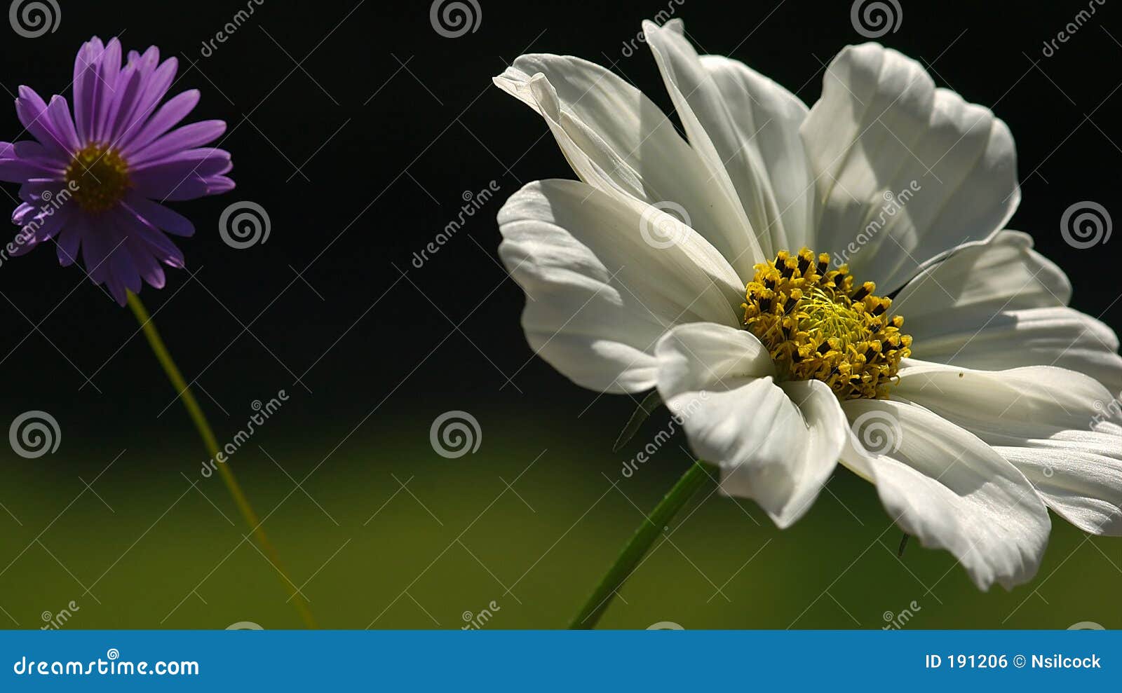 Two Wild Flowers stock photo. Image of nature, outdoors - 191206
