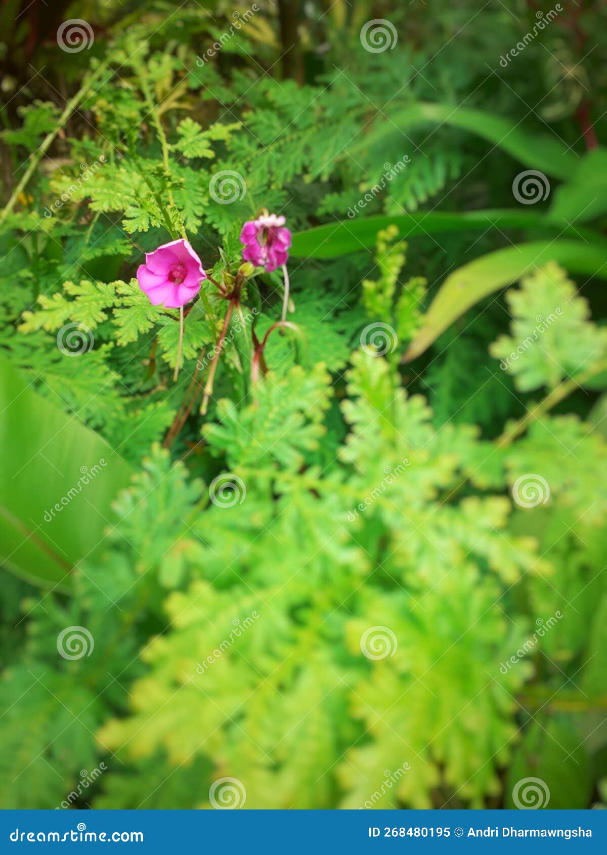Two Wild Flowers are Blooming in the Forest Stock Image - Image of ...