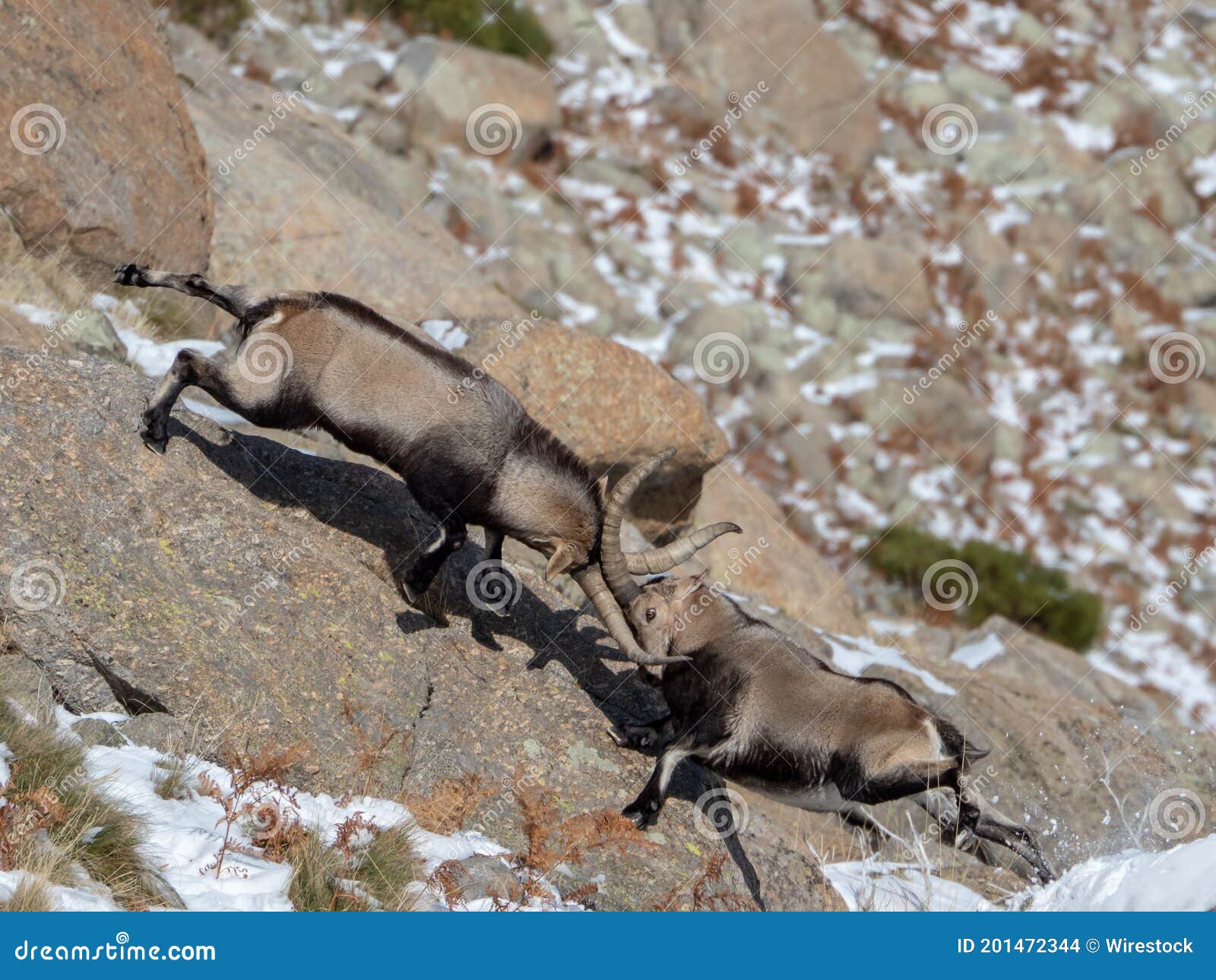 Two Wild Goats with Long Horns Fighting in the Snowy Mountains Stock ...