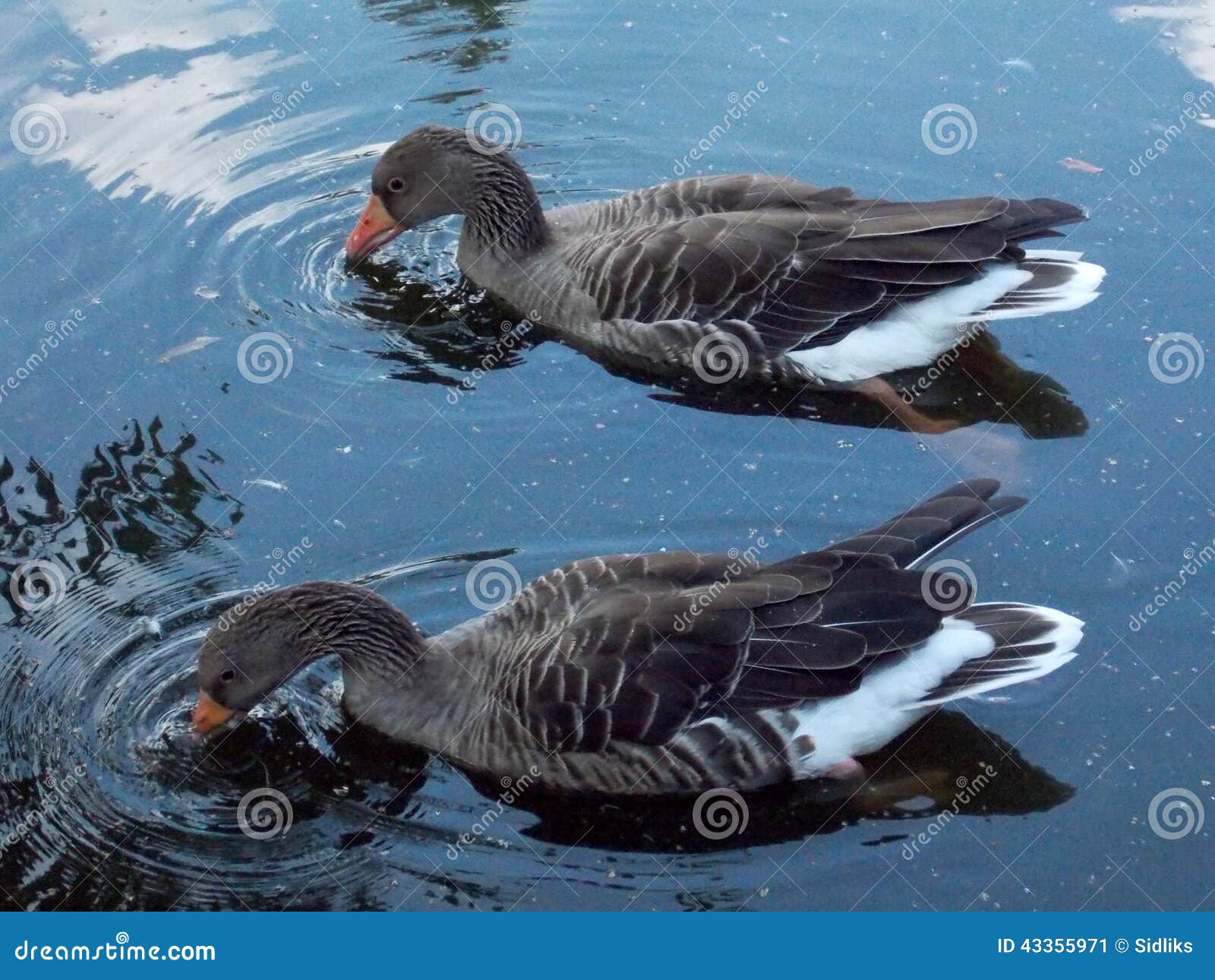 Two Wild Gooses on Water Level Stock Image - Image of water, goose ...