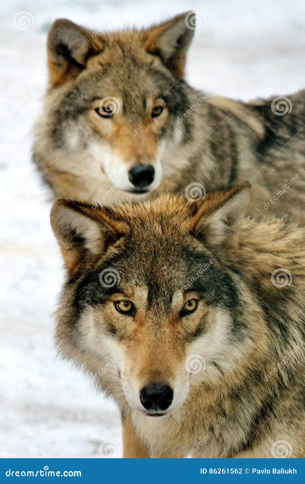 Two Wild Gray Wolf In Winter Forest Stock Photo - Image of forest, head ...