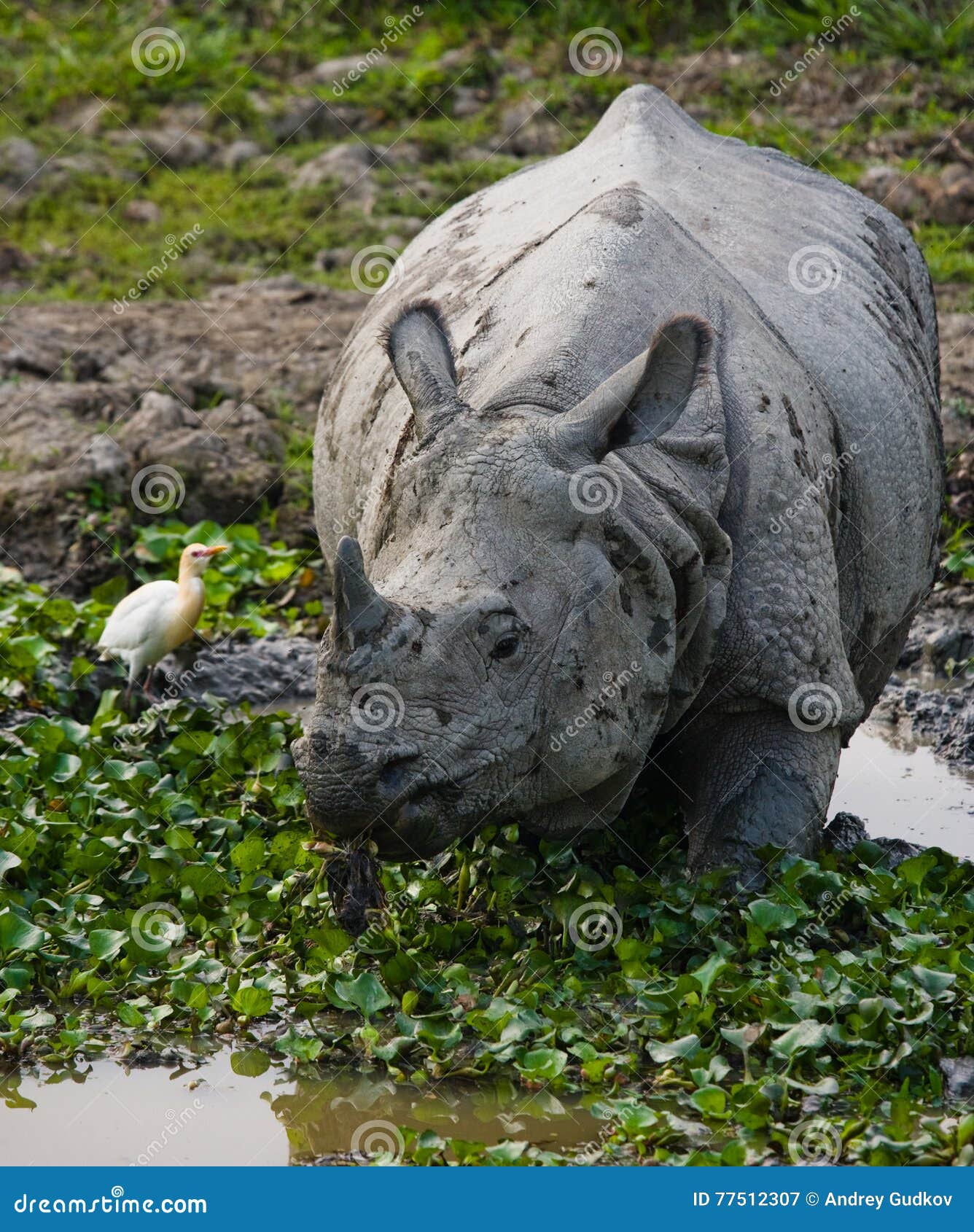 Two Wild Great One-horned Rhinoceroses Lying in a Puddle. Stock Image ...