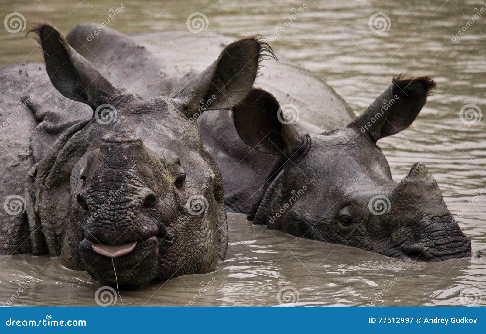 Two Wild Great One-horned Rhinoceroses Lying in a Puddle. Stock Image ...
