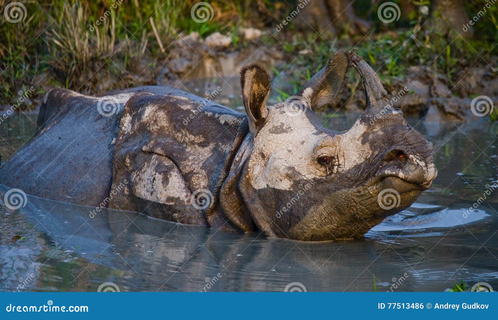 Two Wild Great One-horned Rhinoceroses Lying in a Puddle. Stock Photo ...