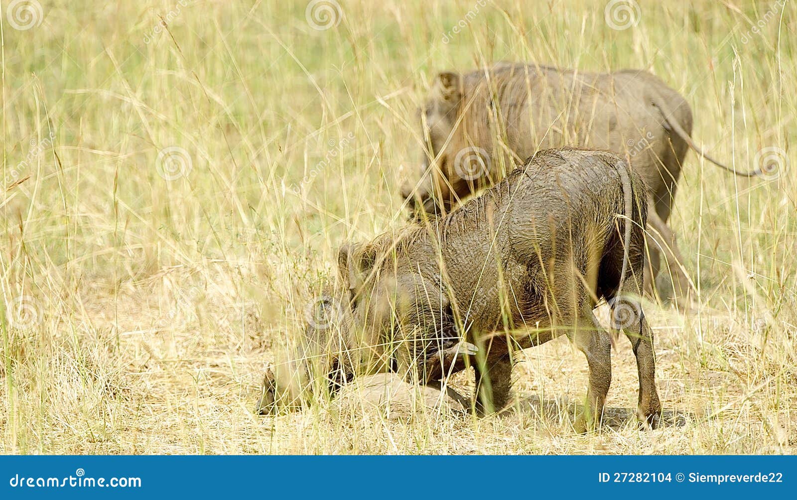 Two wild hogs stock photo. Image of animal, beautiful - 27282104
