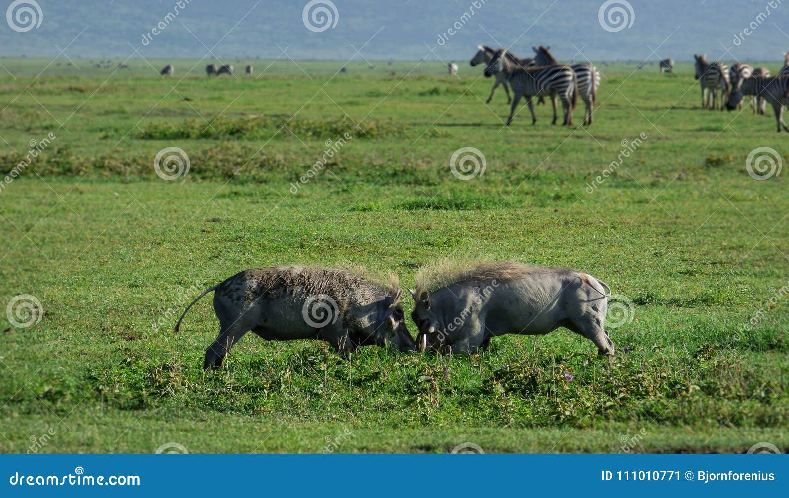 Wild hogs fighting stock image. Image of fight, wild - 111010771