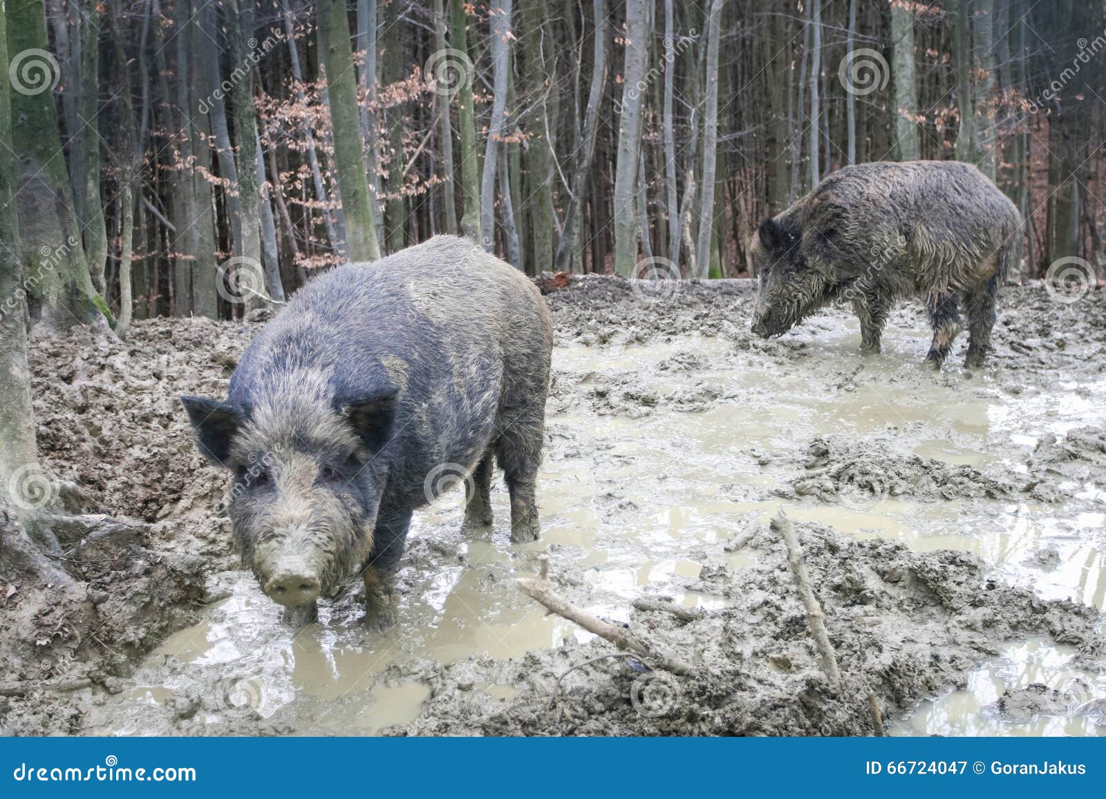 Two wild hogs in forest stock image. Image of dirty, nose - 66724047
