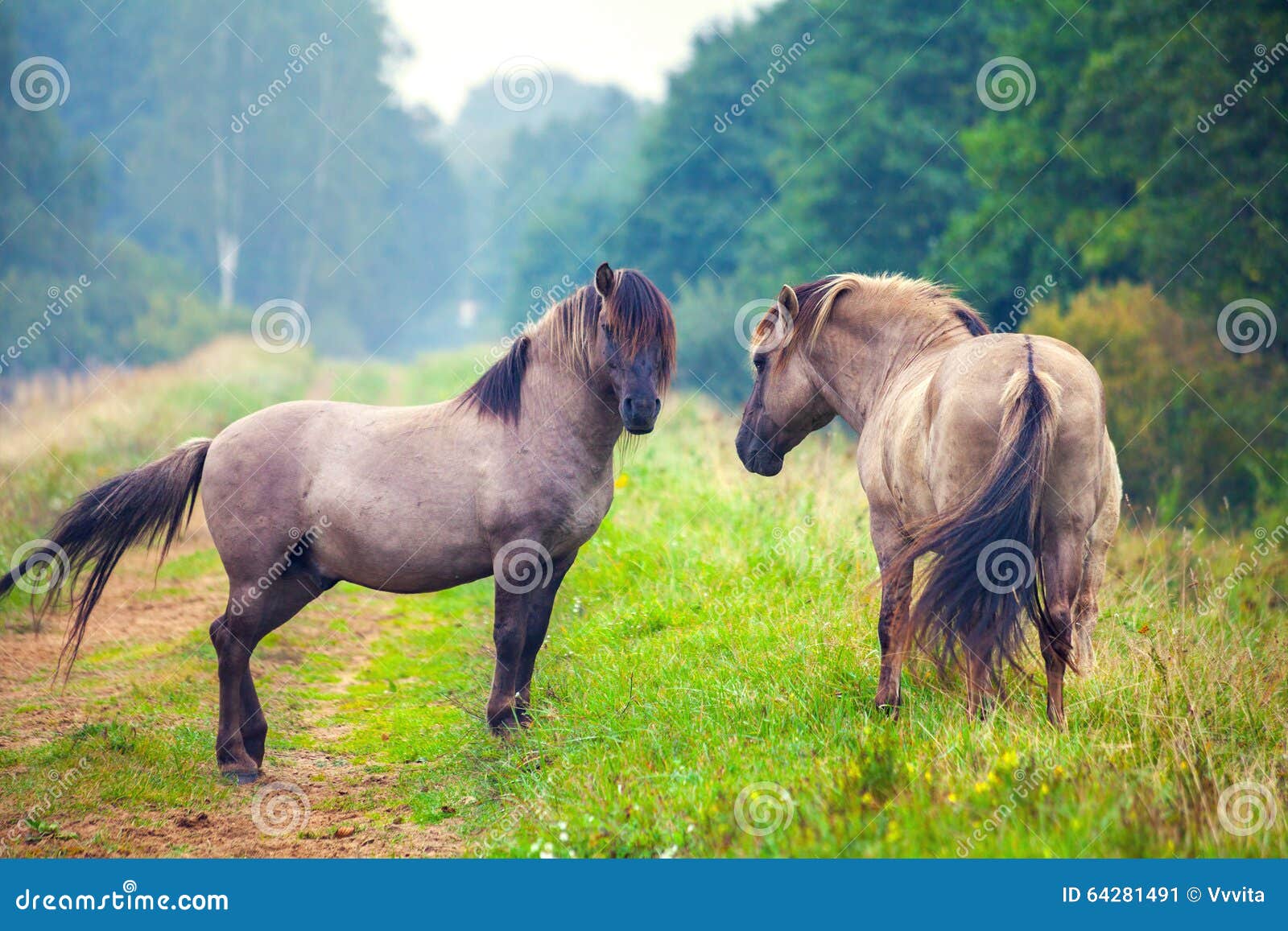 Two wild horses stock image. Image of black, autumn, foal - 64281491