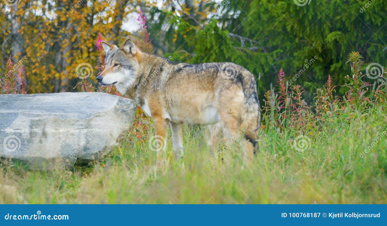 Two Wolves in a Wolf Pack Walking in the Forest Stock Video - Video of ...