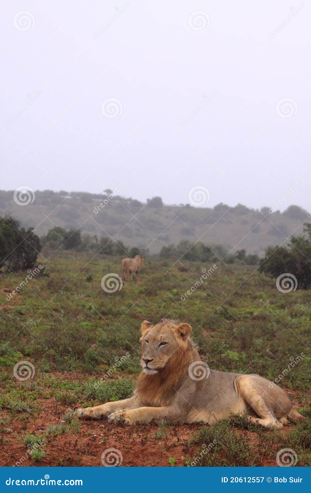 Two wild lions in the rain stock image. Image of male - 20612557