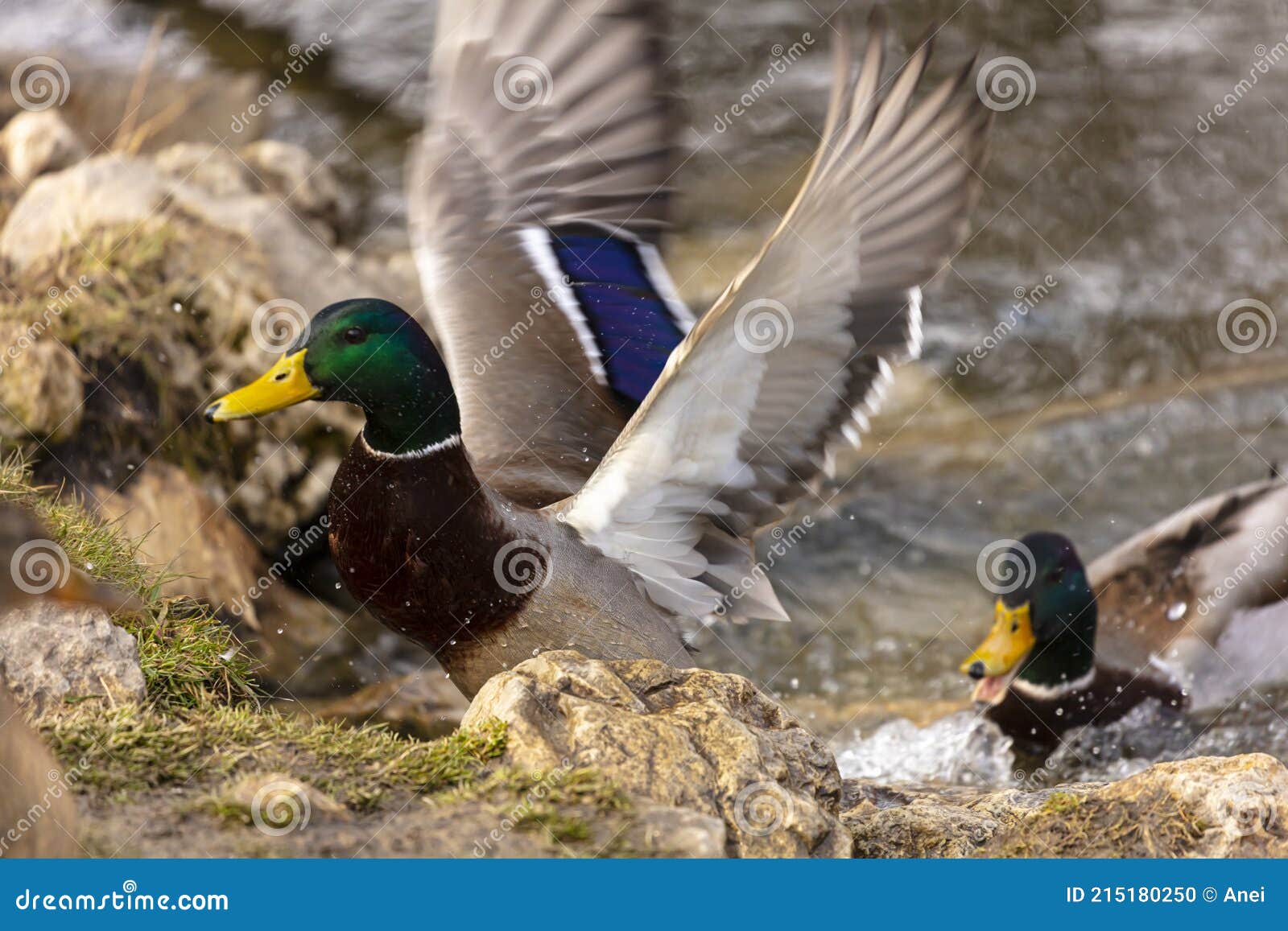 Two Wild Male Ducks Fighting Stock Photo - Image of detail, beautiful ...