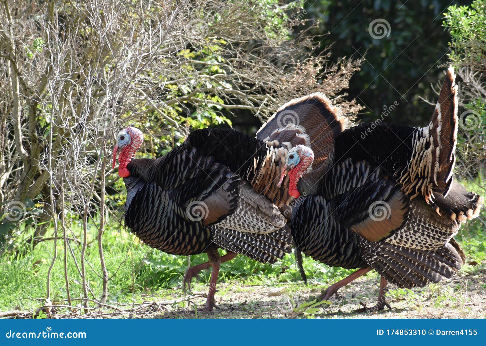 Two Wild Male Turkeys Walking Side by Side High Quality Stock Photo ...