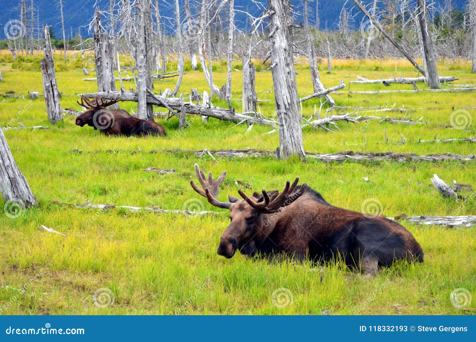 Moose Resting in Meadow stock image. Image of antler - 118332193