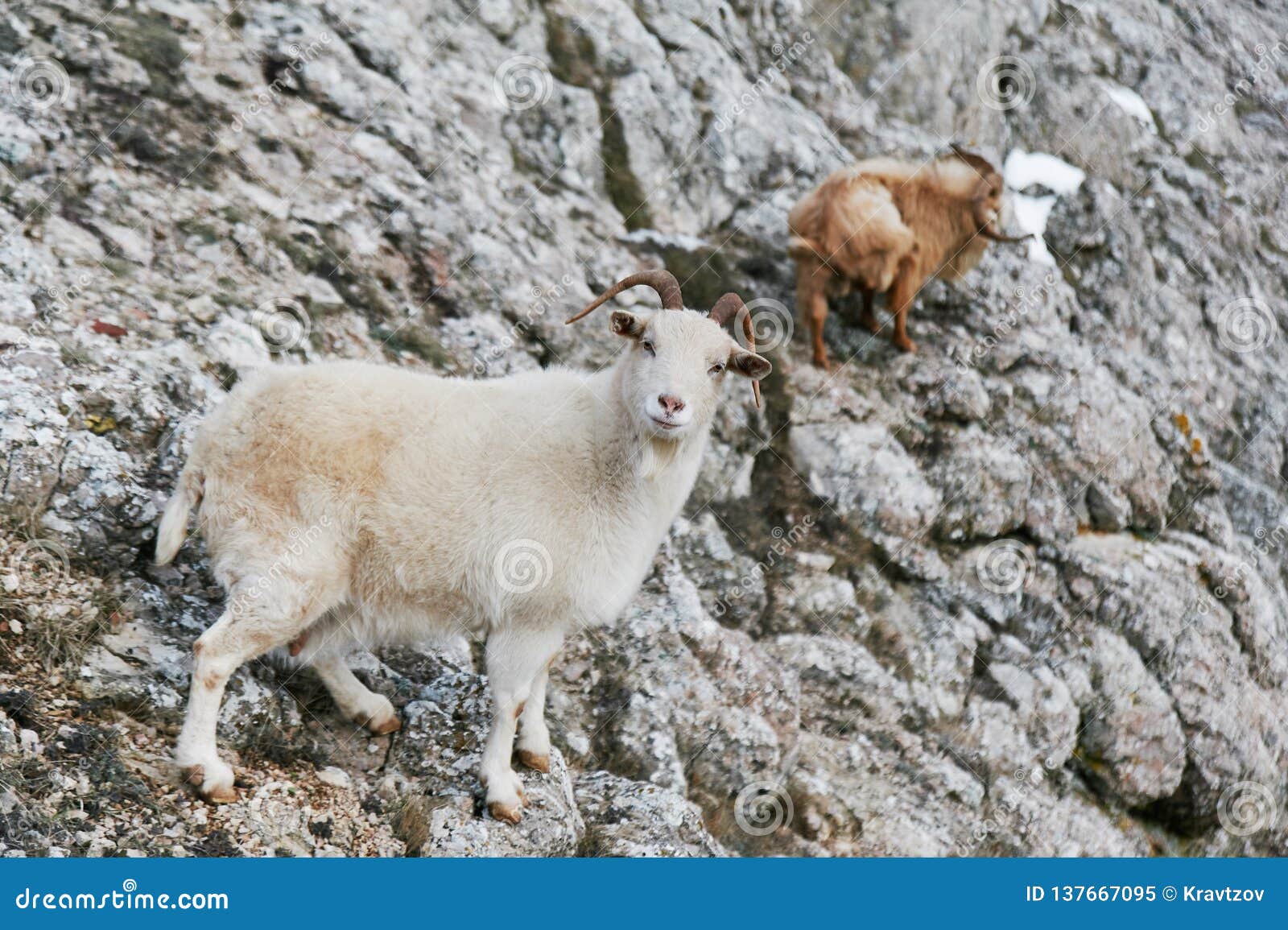 Two Wild Mountain Goats at Climbing at Grey Rock Stock Image - Image of ...