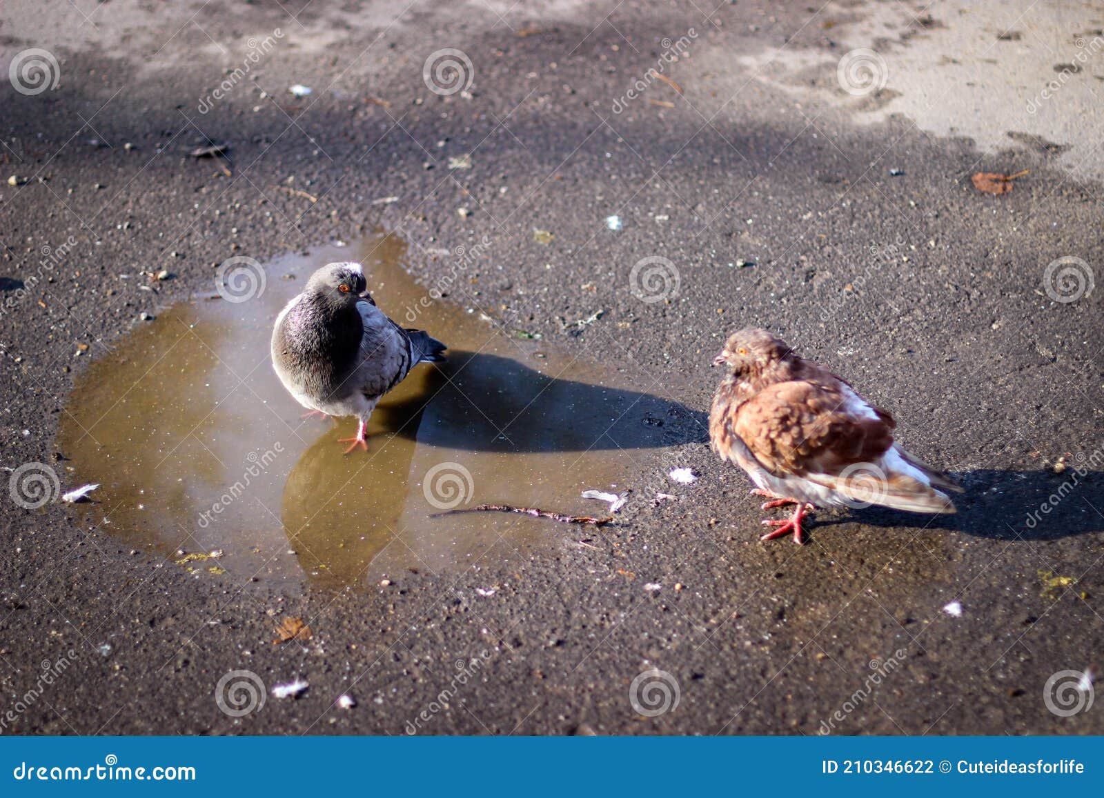 Two Wild Pigeons Bathe in a Puddle Stock Photo - Image of concept ...