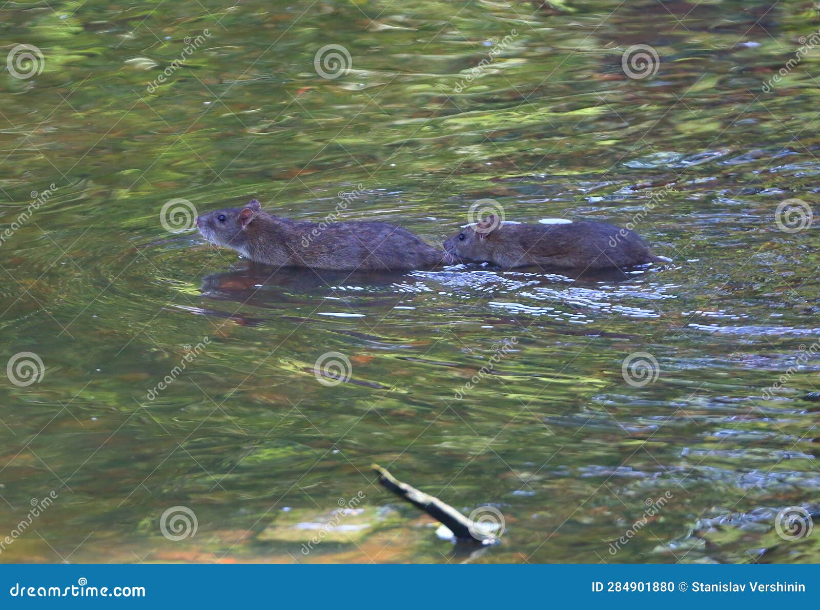 Two Wild Rats Walk in Shallow Water Stock Photo - Image of summer, walk ...