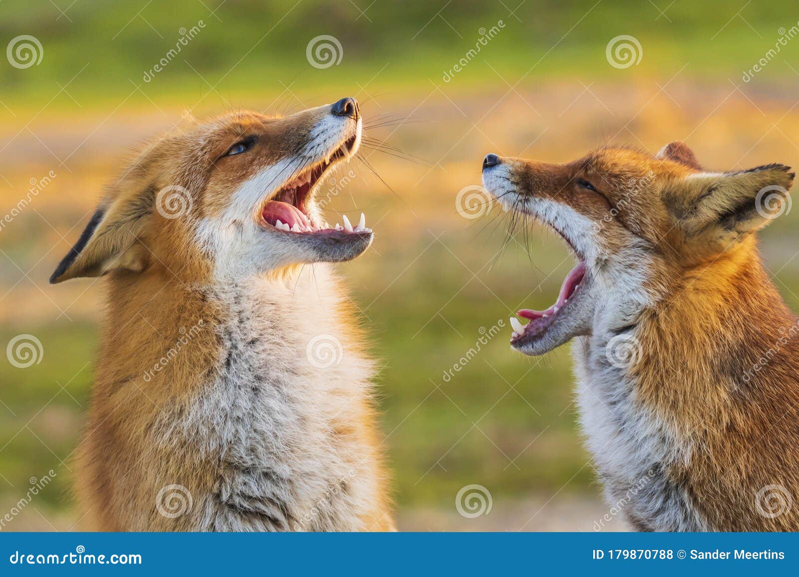 Two Wild Red Foxes, Vulpes Vulpes, Fighting Stock Photo - Image of ...