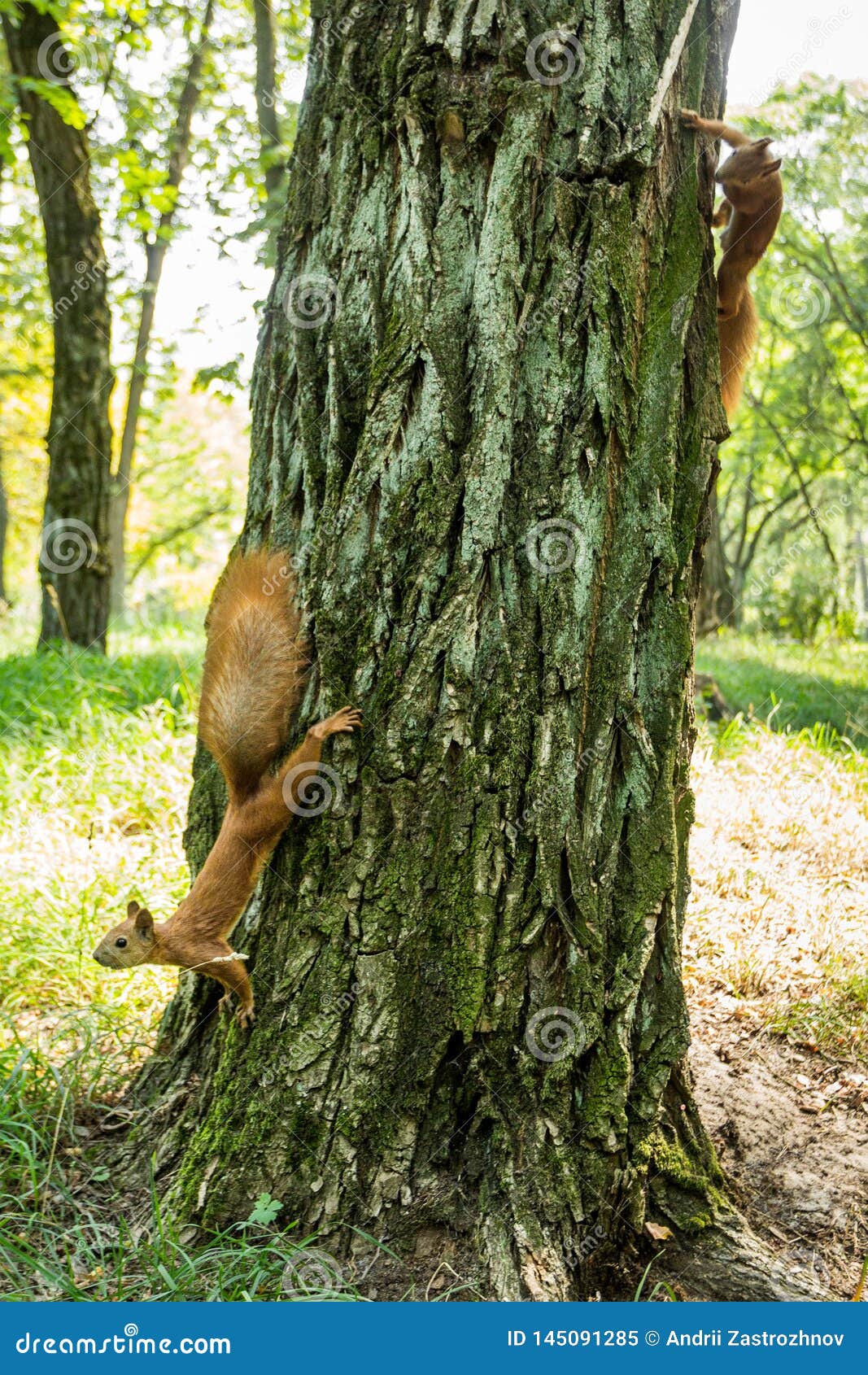Two Wild Red-headed Squirrels on a Tree in a Forest Stock Image - Image ...