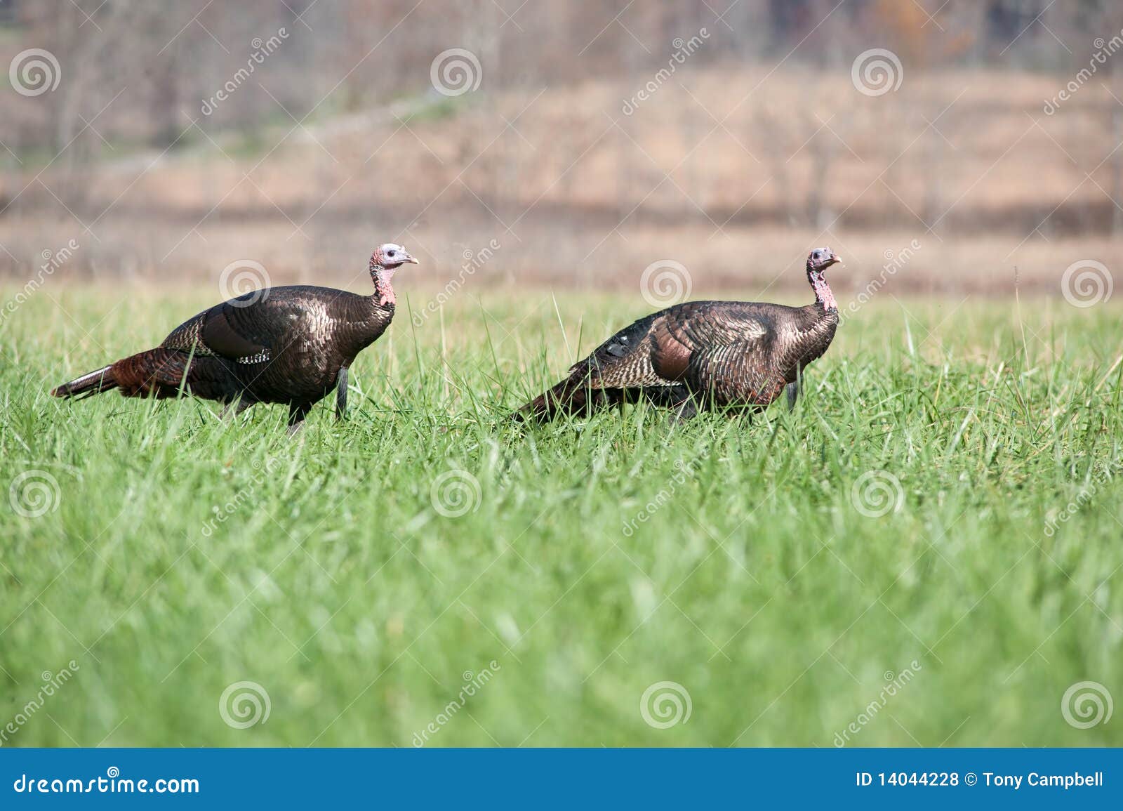 Two wild turkeys stock photo. Image of wildlife, turkey - 14044228