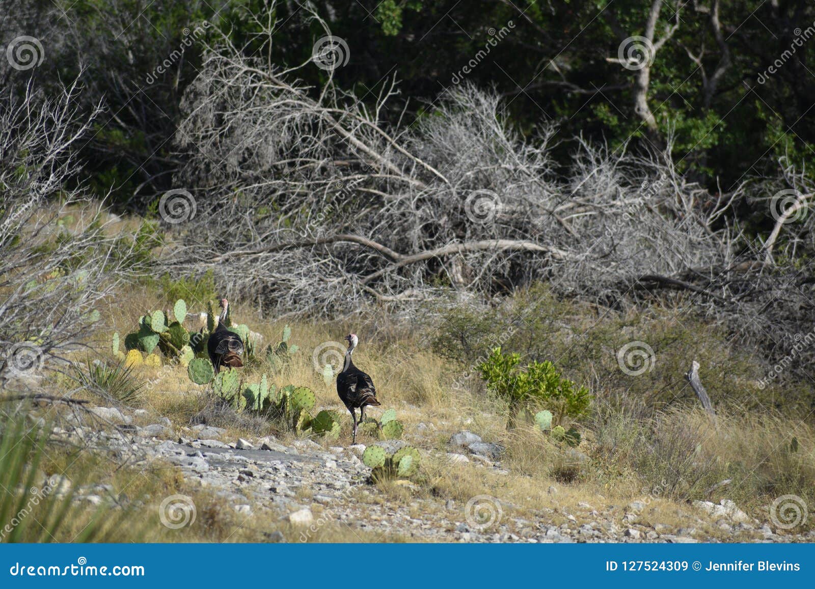 Two Turkeys Running in the Wild Stock Image - Image of holiday, legs ...