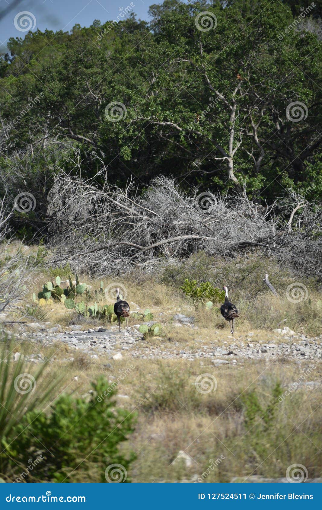 Two Turkeys Running in the Wild Stock Image - Image of nature ...