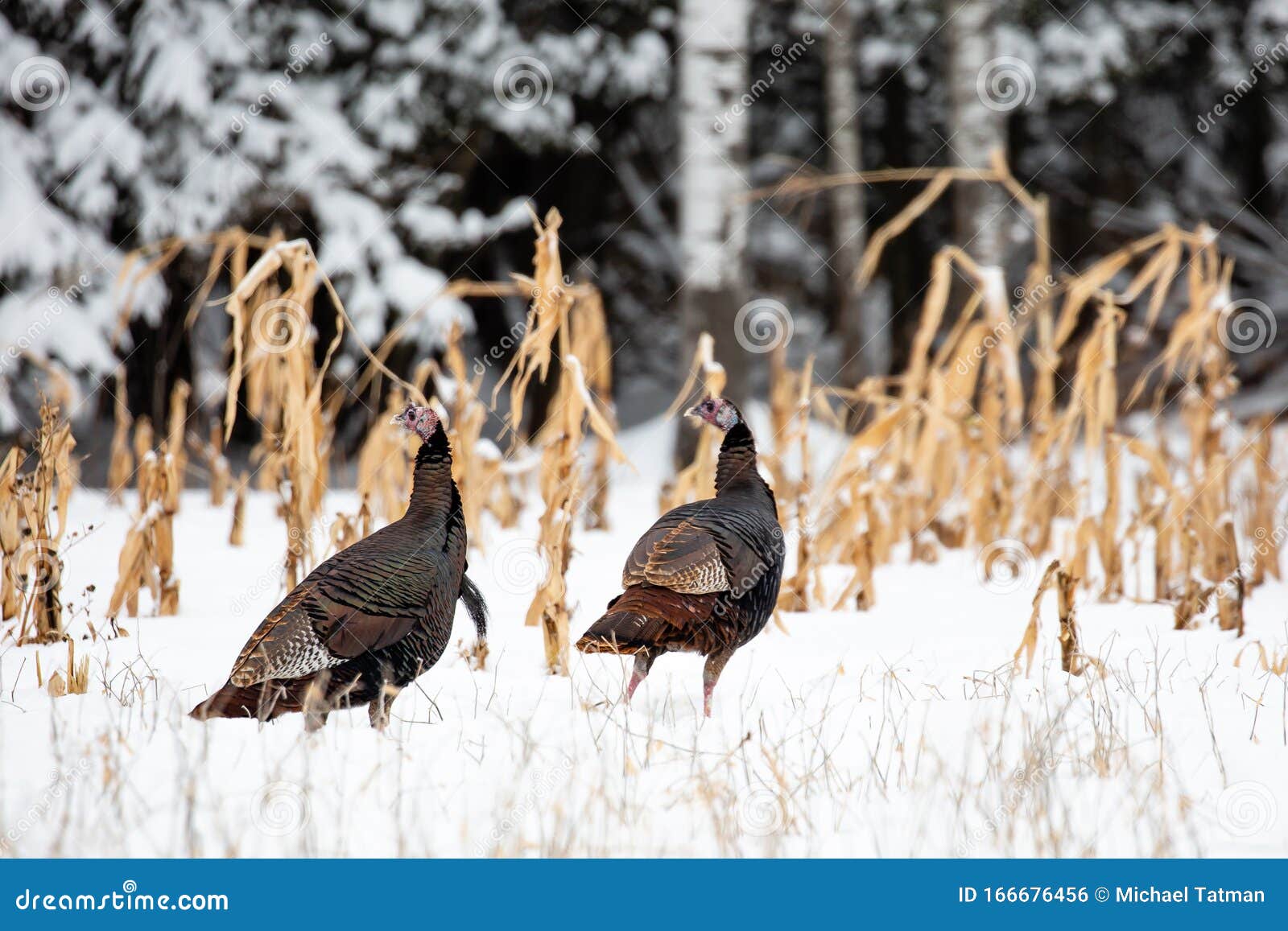 Two Wild Turkeys in the Snow Next To Corn Stalks Stock Photo - Image of ...