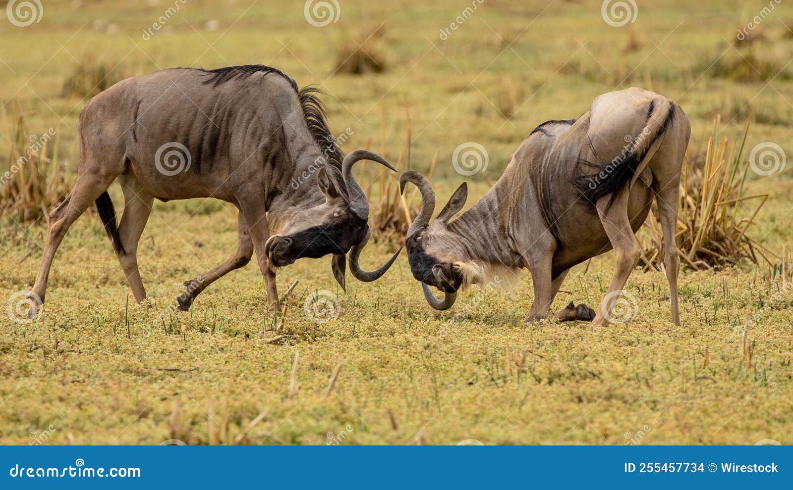 Two Wildebeests Fighting Head To Head in the Field Stock Photo - Image ...