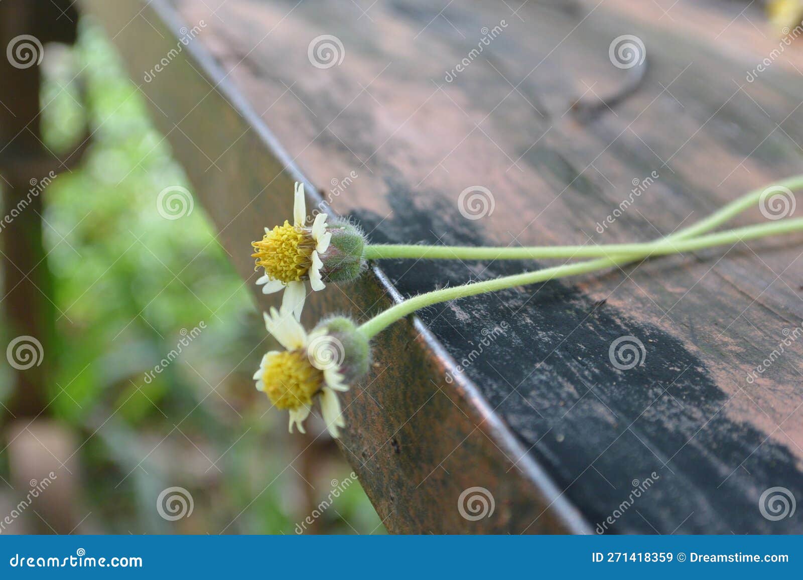 Wild Flowers Drops on the Bench at the Park. Stock Image - Image of ...