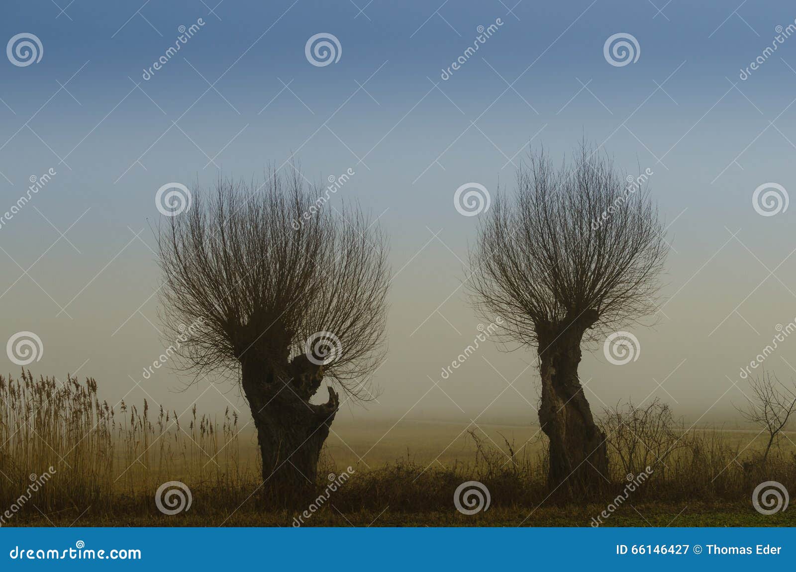 Two willow tree stock image. Image of light, color, leaves - 66146427