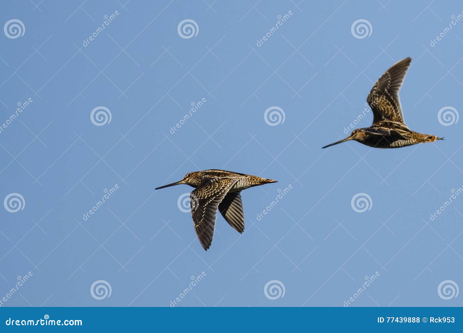 Two Wilson S Snipe Flying in a Blue Sky Stock Photo - Image of nature ...