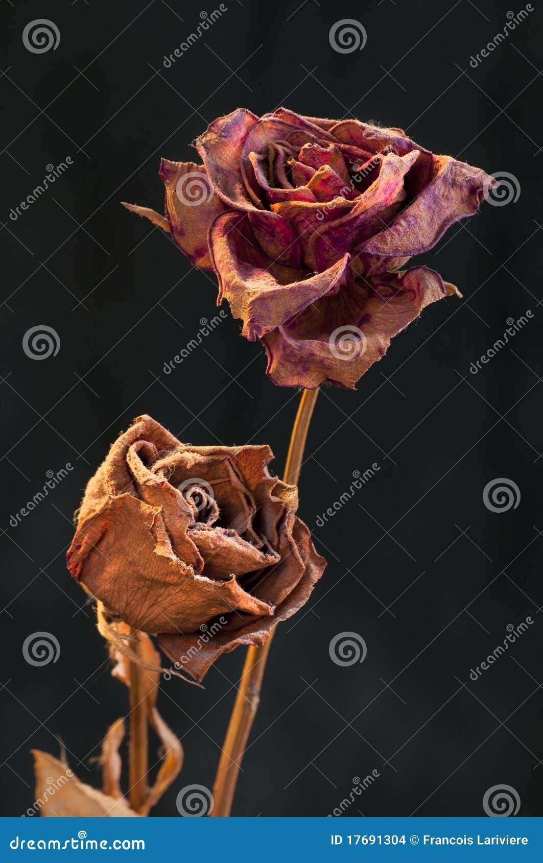A Two Wilting Rose on Dark Background Stock Photo - Image of funeral ...