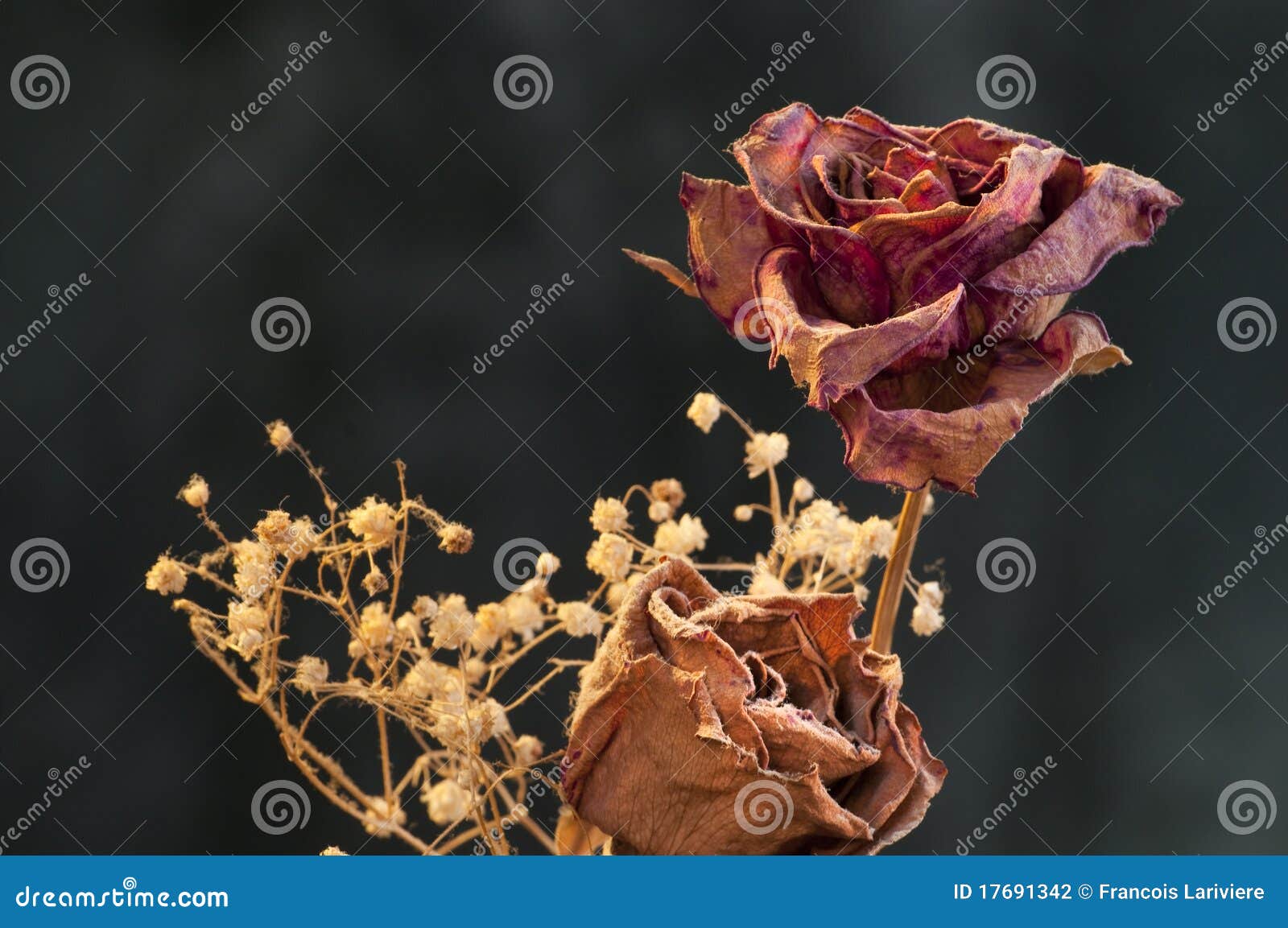 A Two Wilting Rose on Dark Background Stock Photo - Image of romantic ...