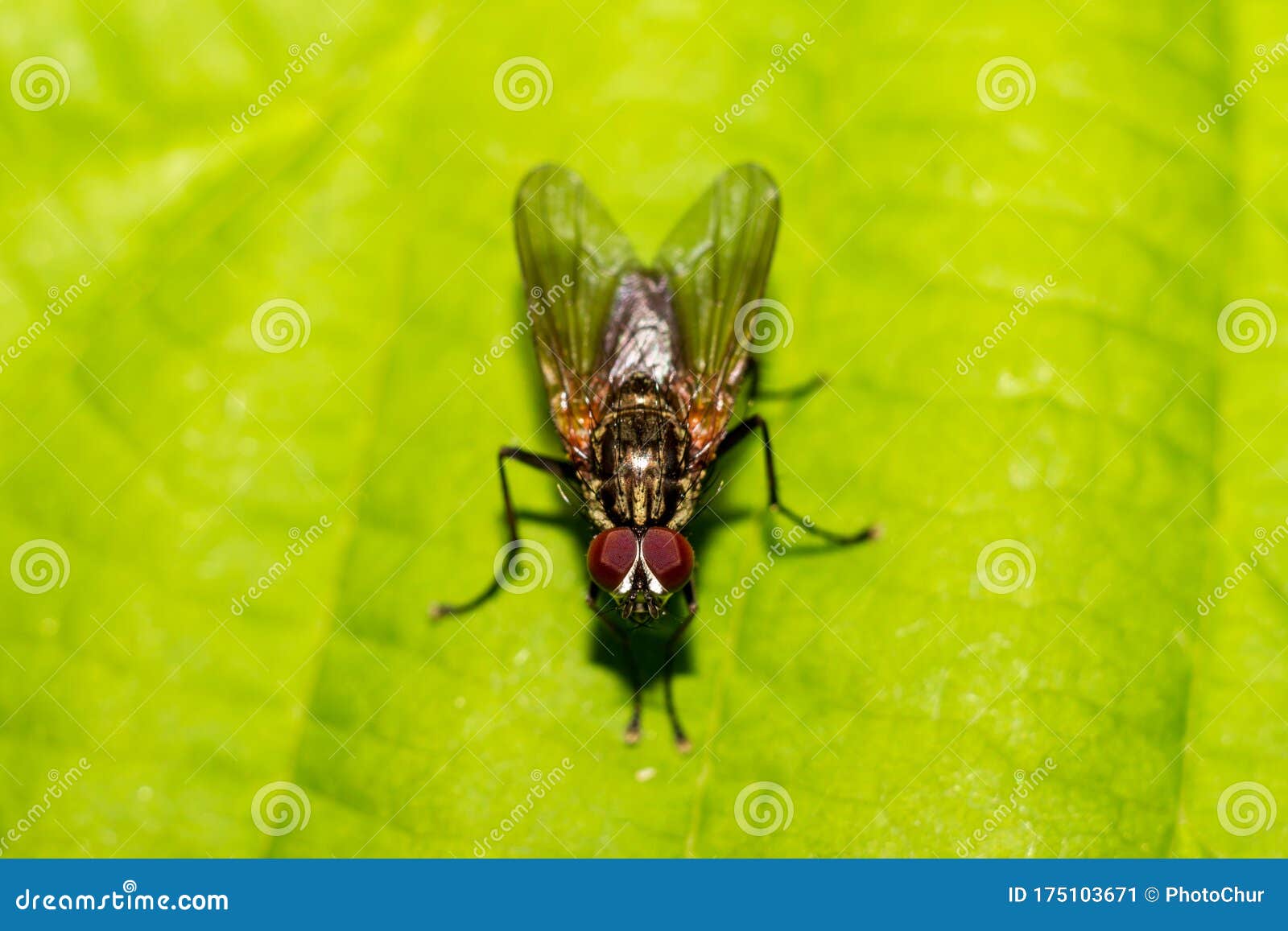 Two-winged Fly on a Green Leaf Stock Image - Image of insect, winged ...
