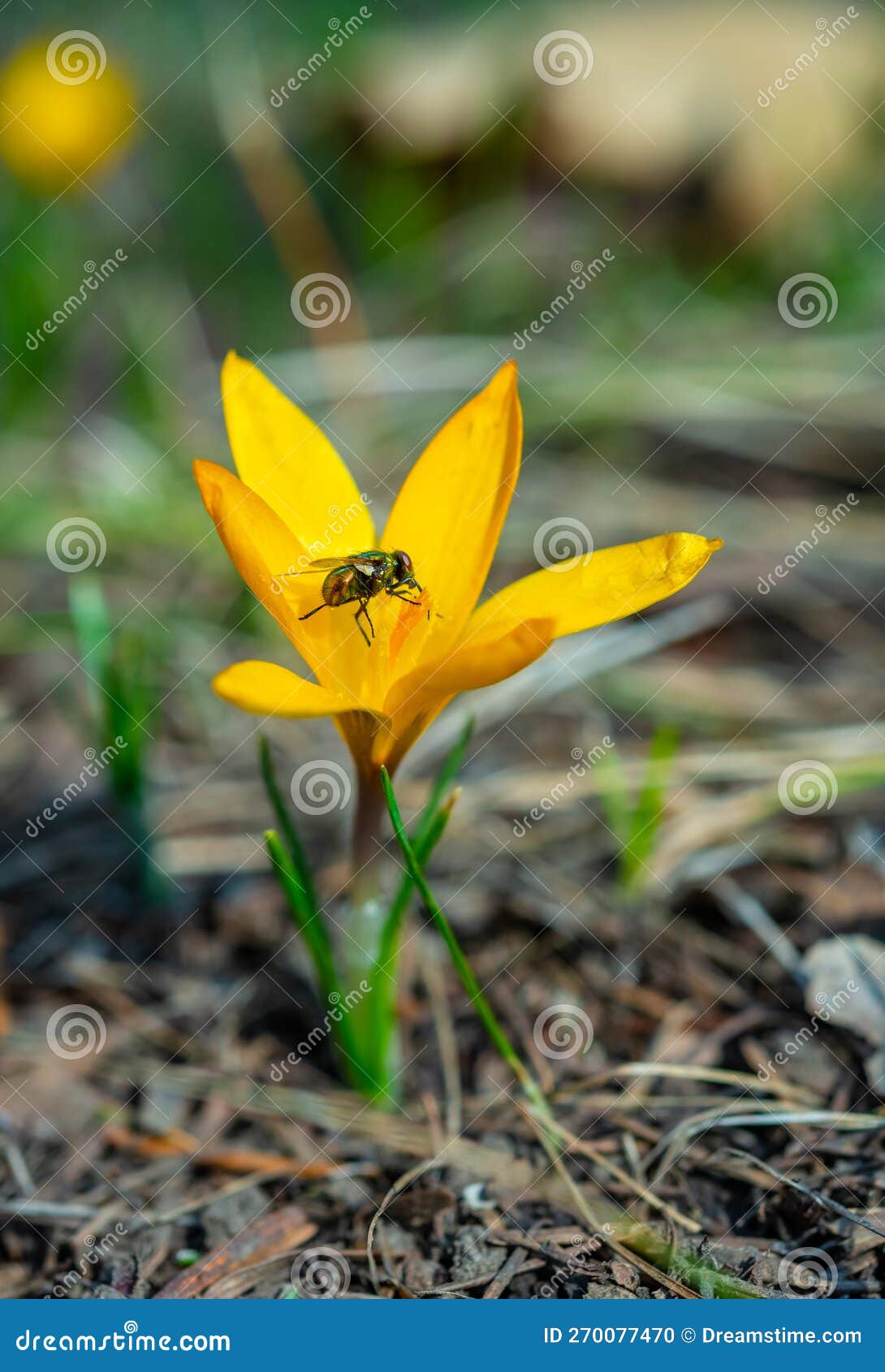 Two-winged Insect Green Blowfly, Sits on a Yellow Crocus Stock Photo ...