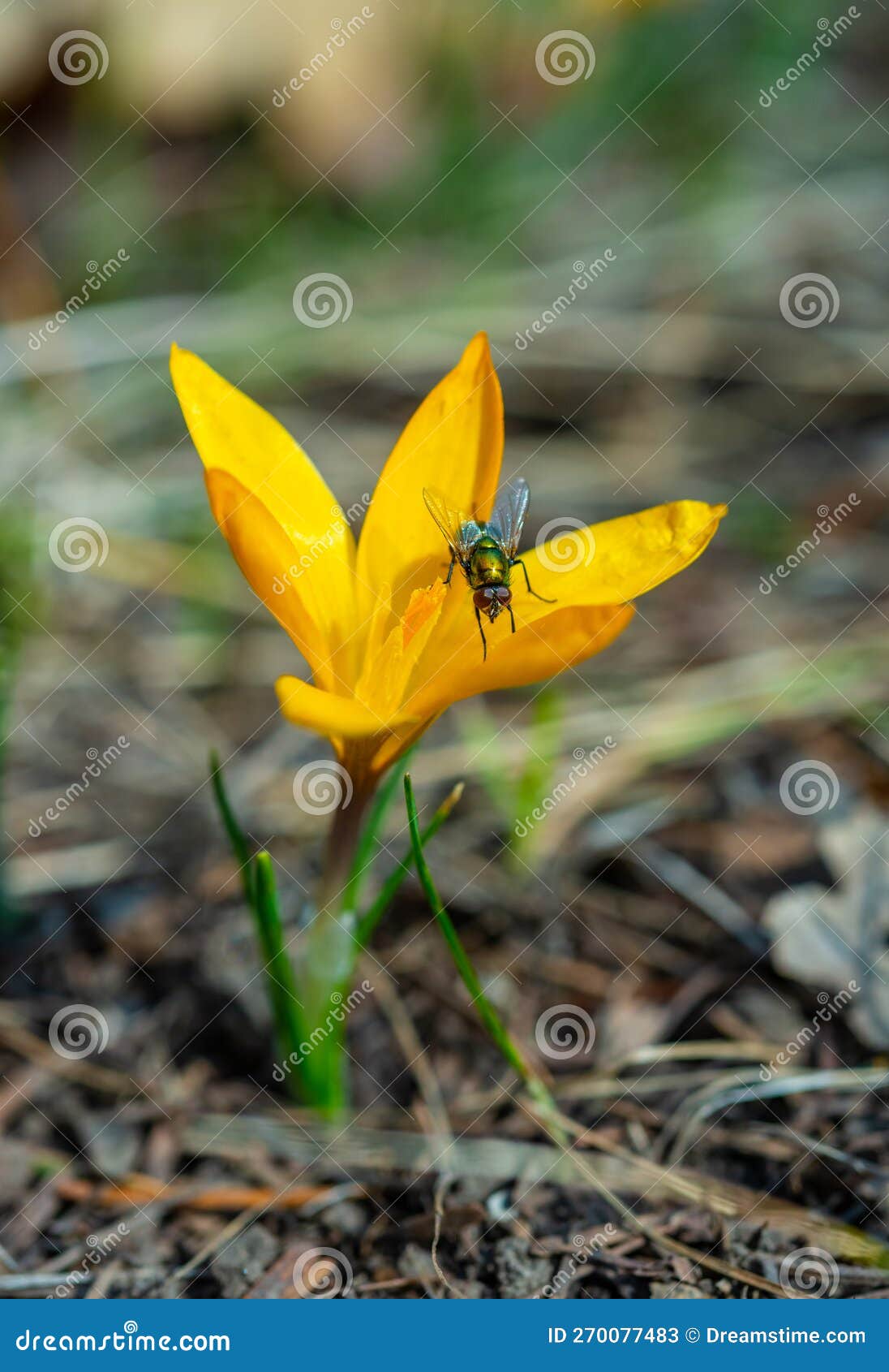 Two-winged Insect Green Blowfly, Sits on a Yellow Crocus Stock Image ...