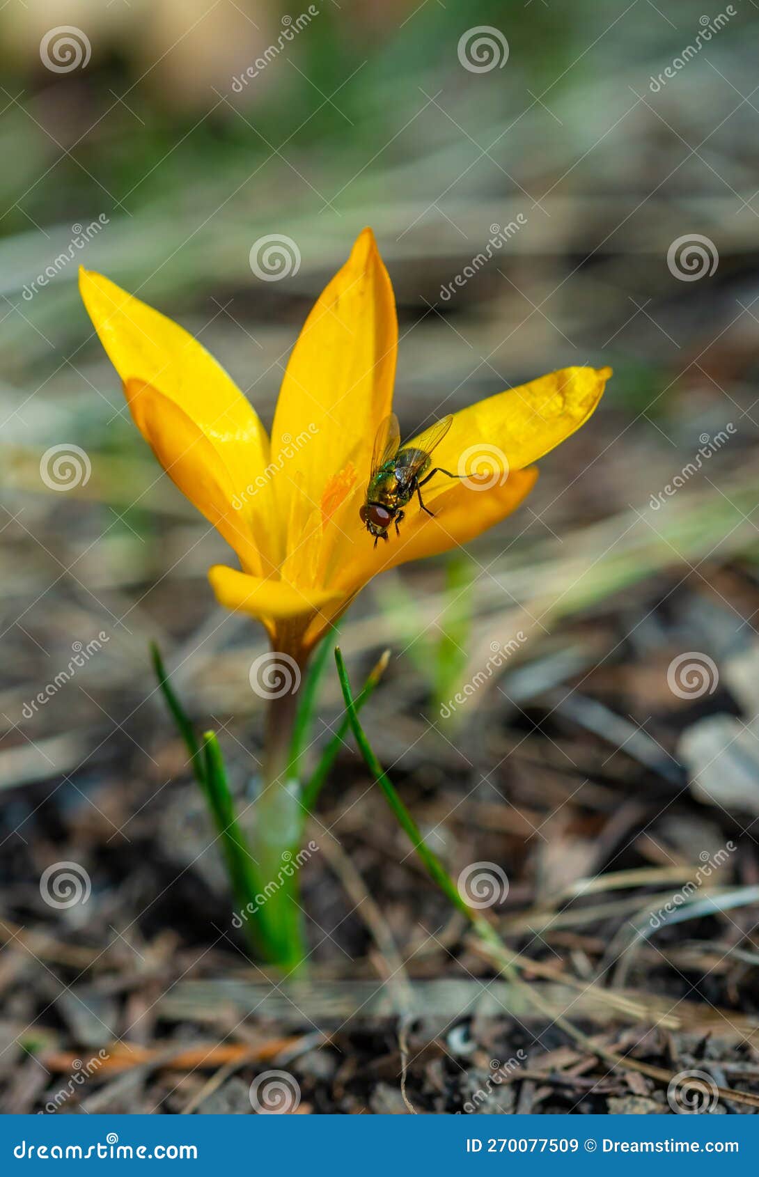 Two-winged Insect Green Blowfly, Sits on a Yellow Crocus Stock Image ...