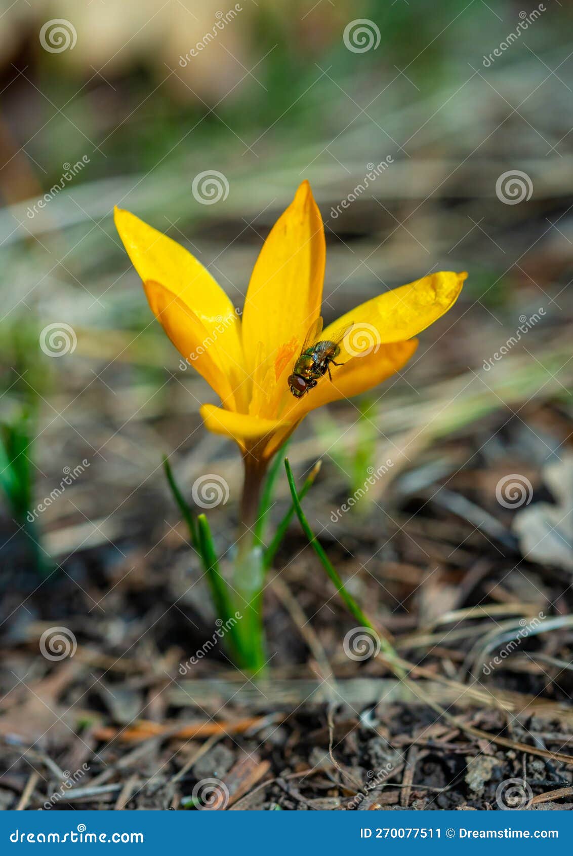 Two-winged Insect Green Blowfly, Sits on a Yellow Crocus Stock Image ...