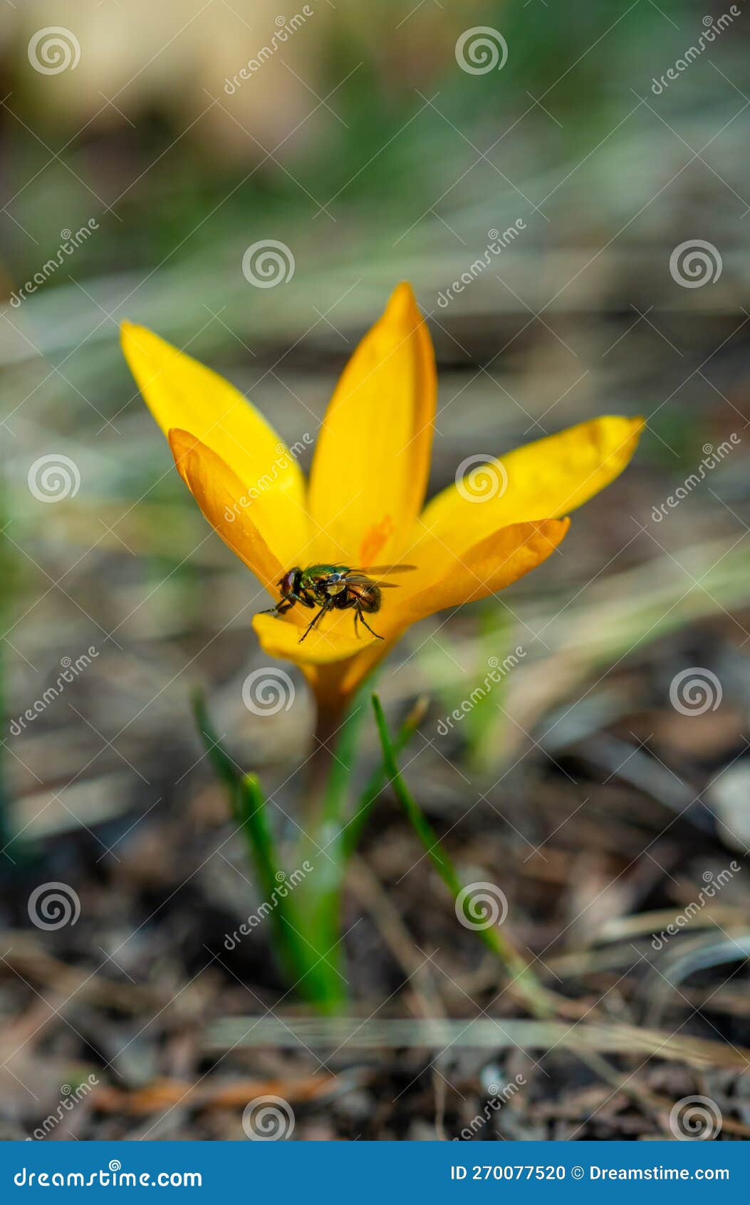 Two-winged Insect Green Blowfly, Sits on a Yellow Crocus Stock Photo ...