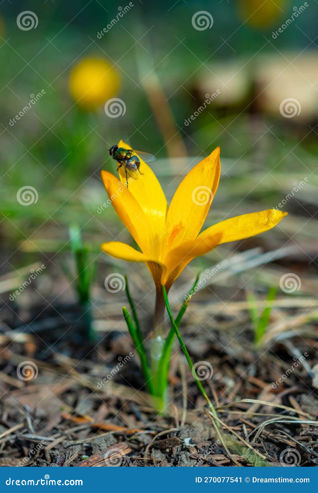 Two-winged Insect Green Blowfly, Sits on a Yellow Crocus Stock Image ...