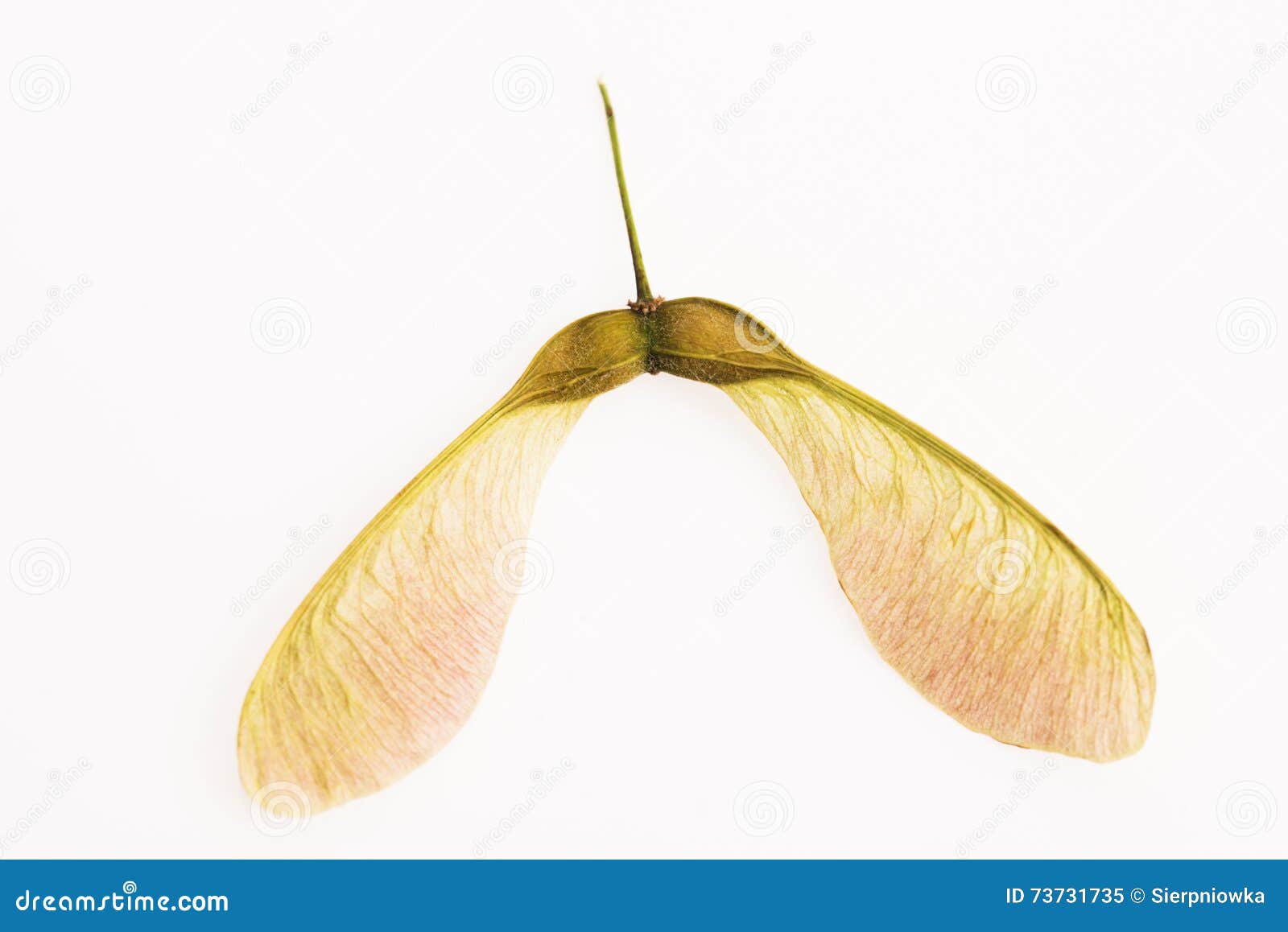 Two winged maple seeds stock image. Image of macro, tree - 73731735