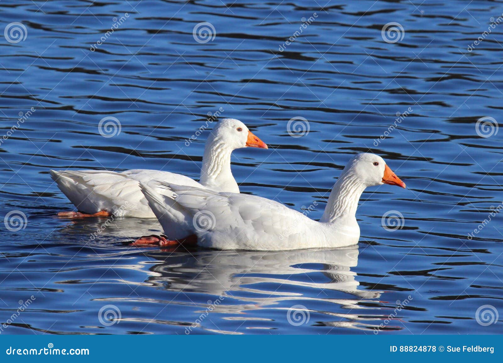Two Winter Geese stock photo. Image of together, swimming - 88824878
